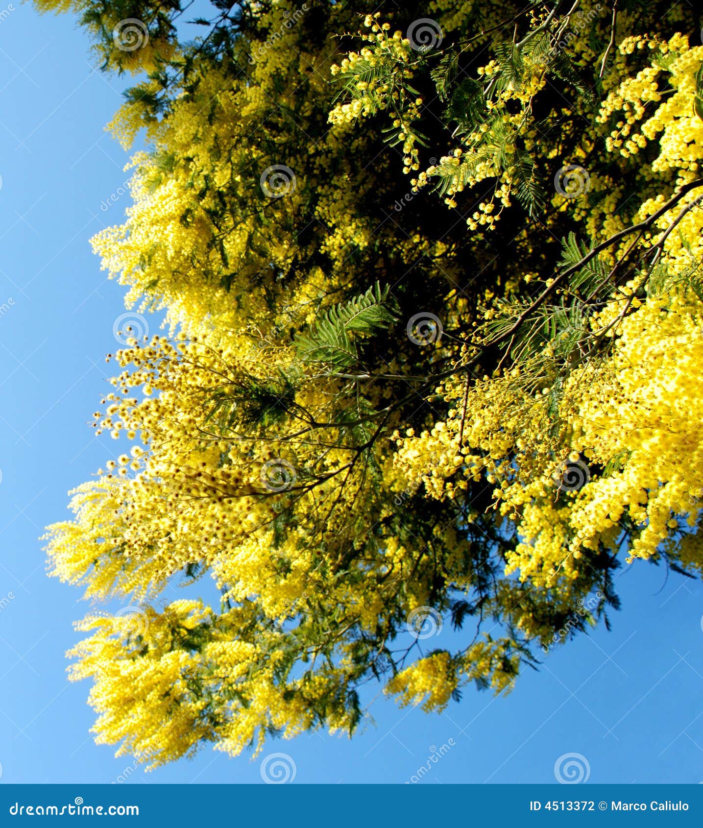 Mimosa stock photo. Image of evergreen, dealbata, yellow - 4513372
