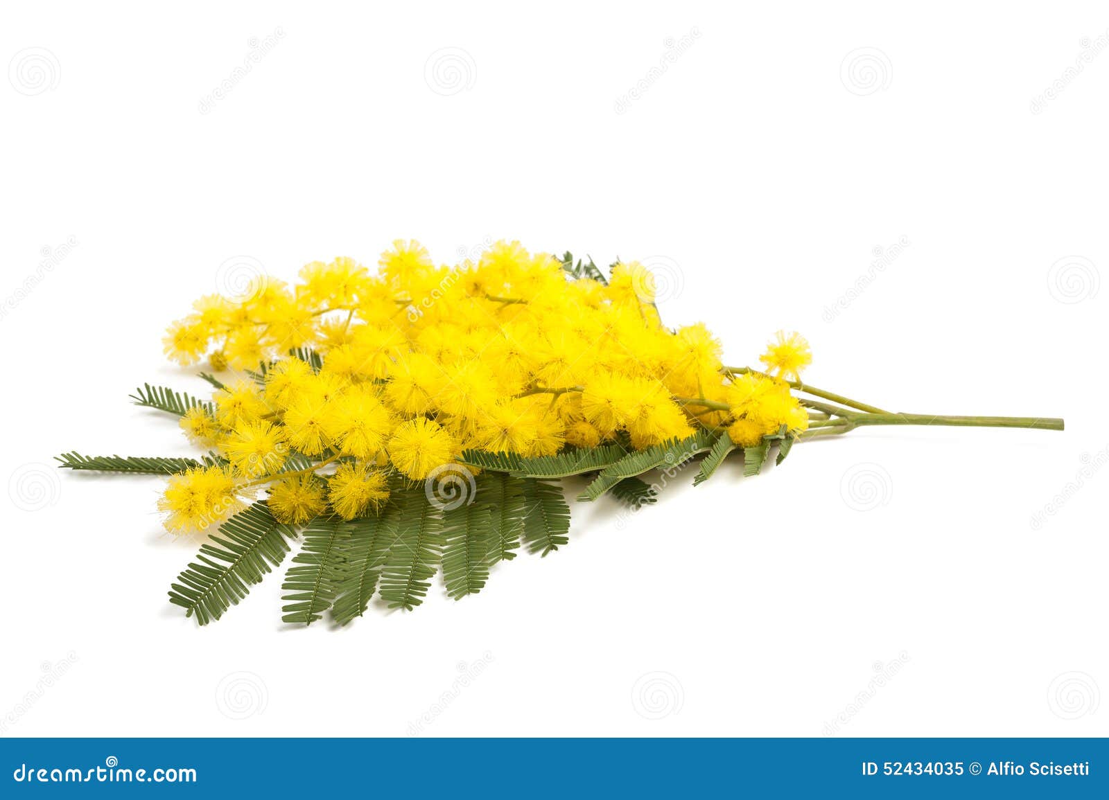 Mimosa imagen de archivo. Imagen de fondo, follaje, blanco - 52434035
