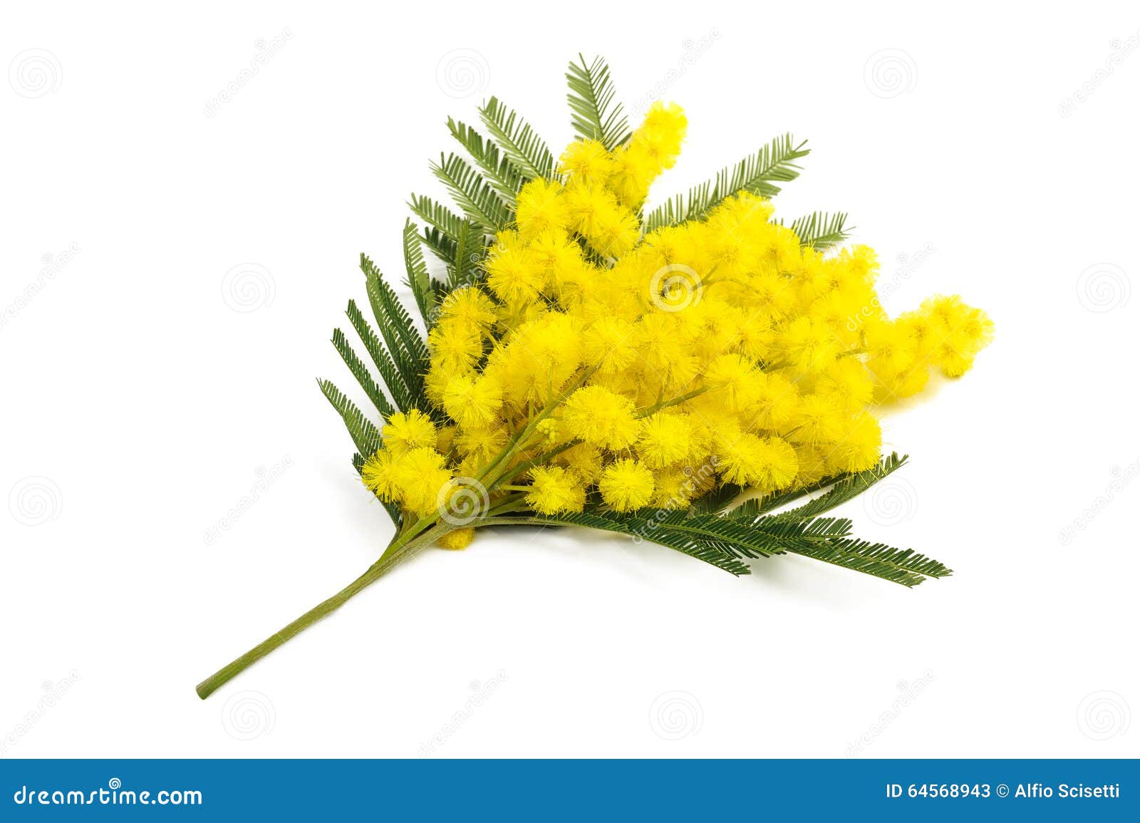 Mimosa image stock. Image du jaune, brin, jour, lame - 64568943