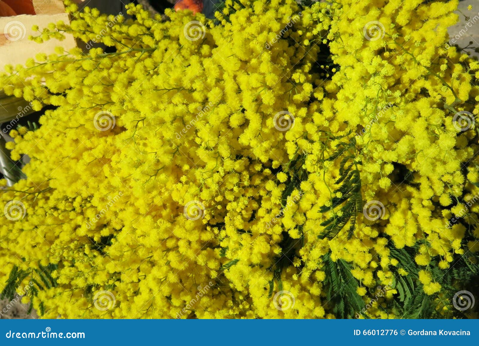 Mimosa stock foto. Image of mimosa, bloemen, gevoelig - 66012776