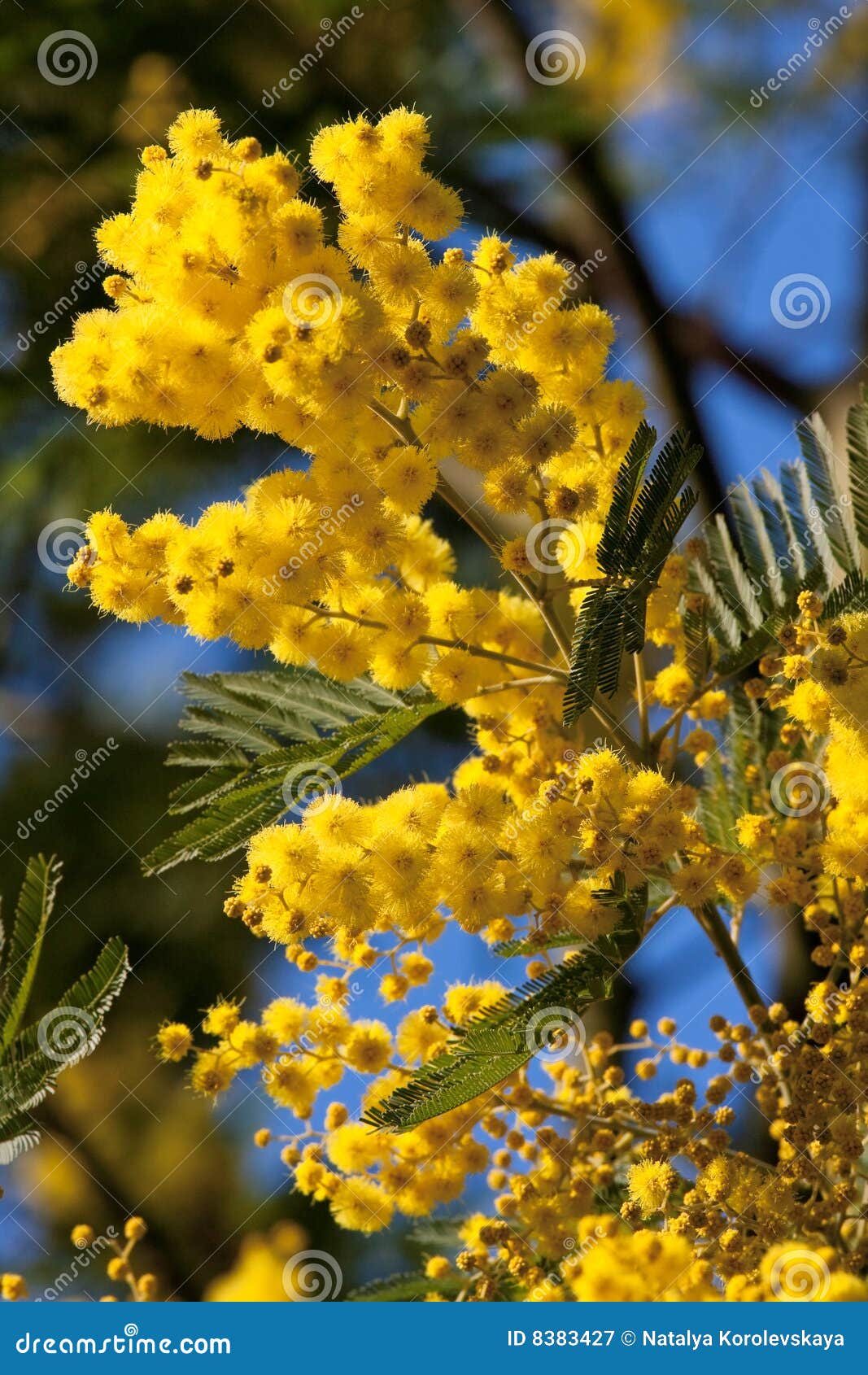 Mimosa stock image. Image of green, colorful, color, delicate - 8383427