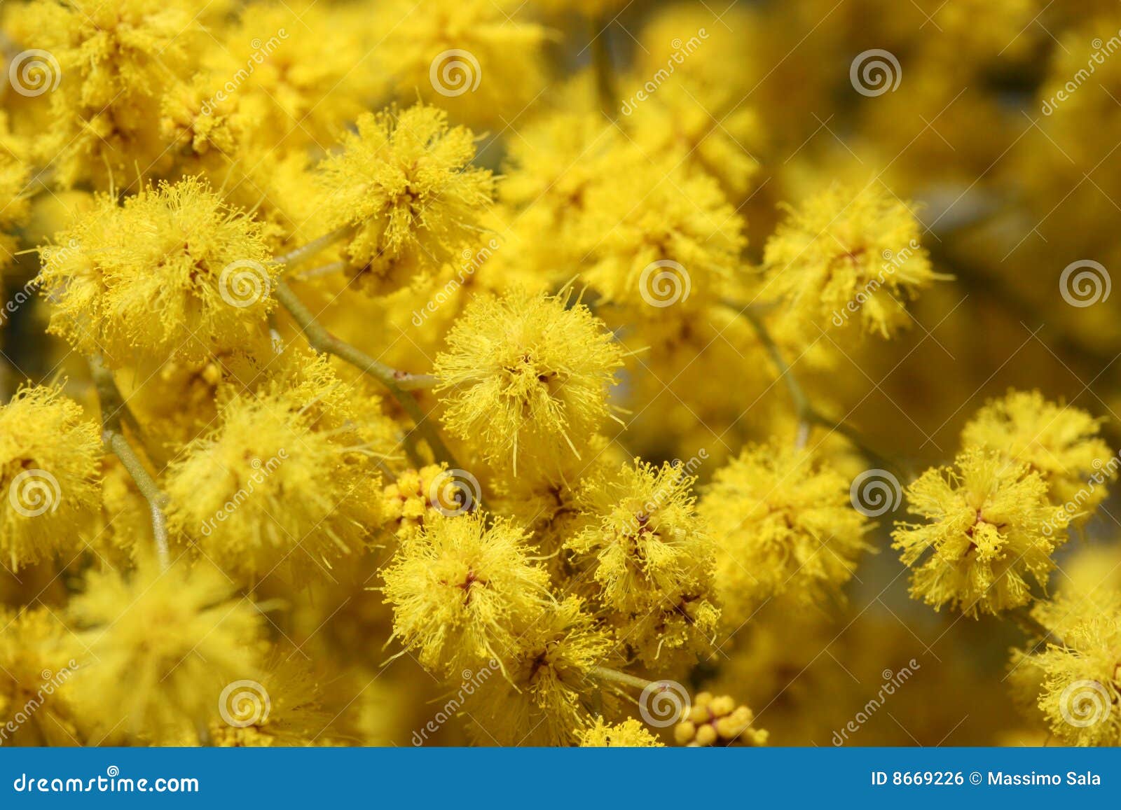 Mimosa stock photo. Image of mimosa, colorful, plant, gold - 8669226