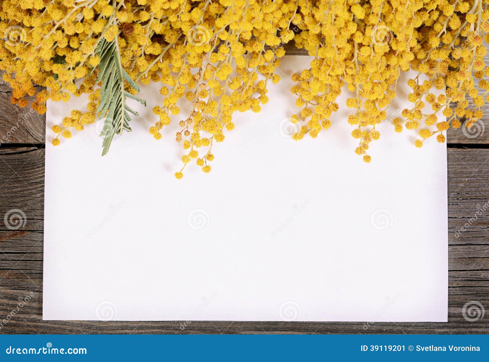 Mimosa Amarilla En Los Tableros De Madera Imagen de archivo - Imagen de ...