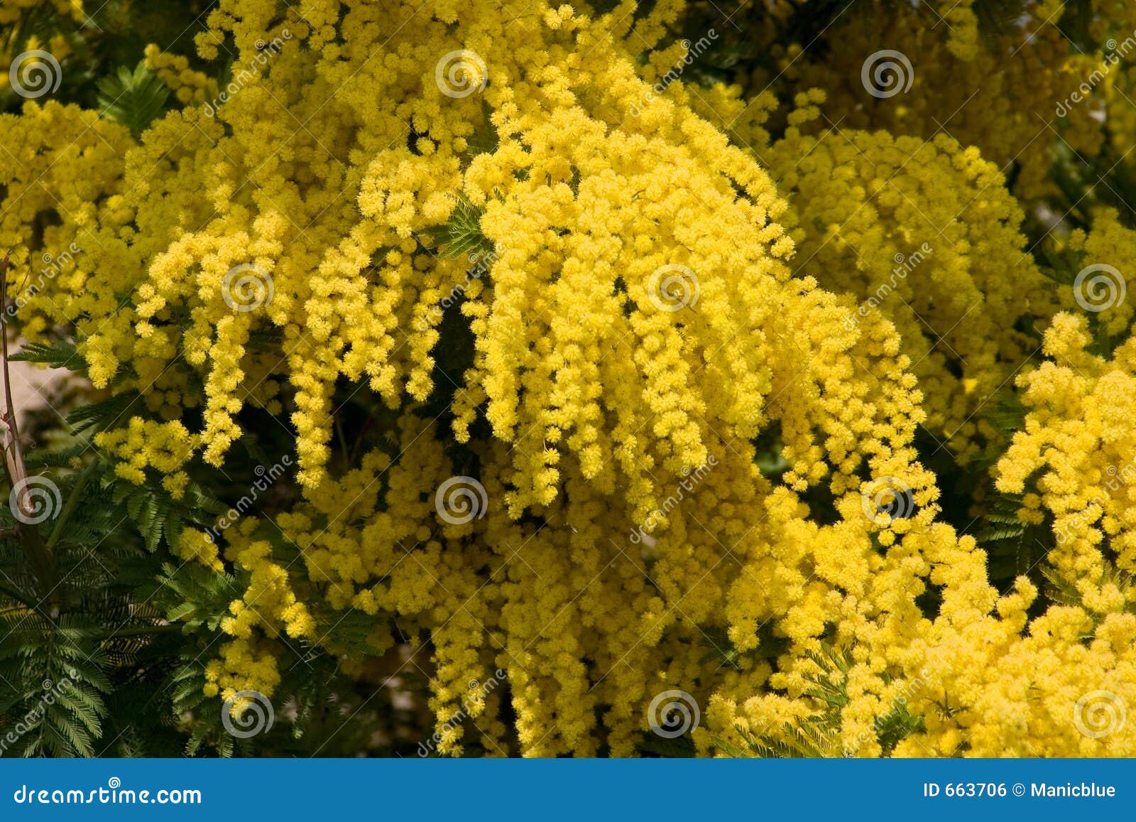 Mimosa amarillo foto de archivo. Imagen de colgante, asoleado - 663706