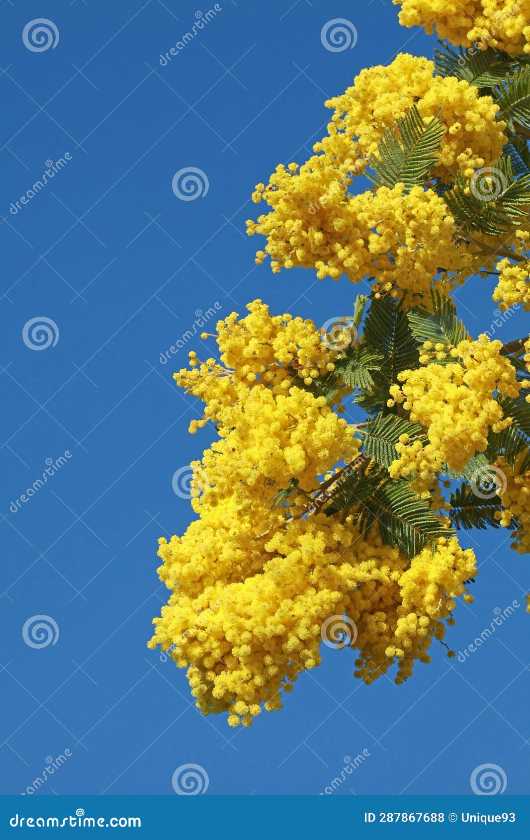 Mimosa in Bloom in Early Spring Stock Photo - Image of foliage, yellow ...