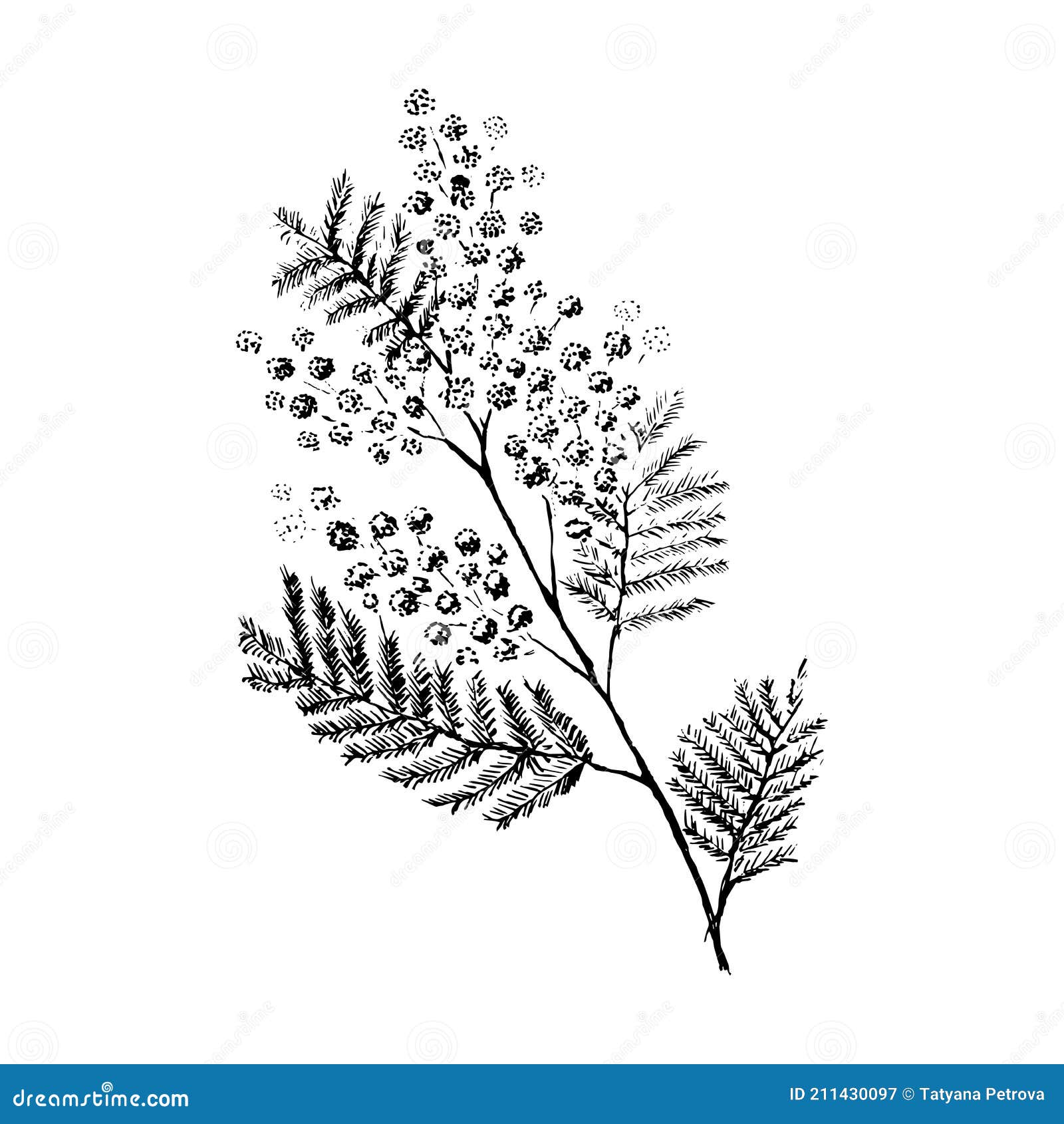 Mimosa Branch. Hand-drawn in Sketch Style. Vector Illustration. Stock ...