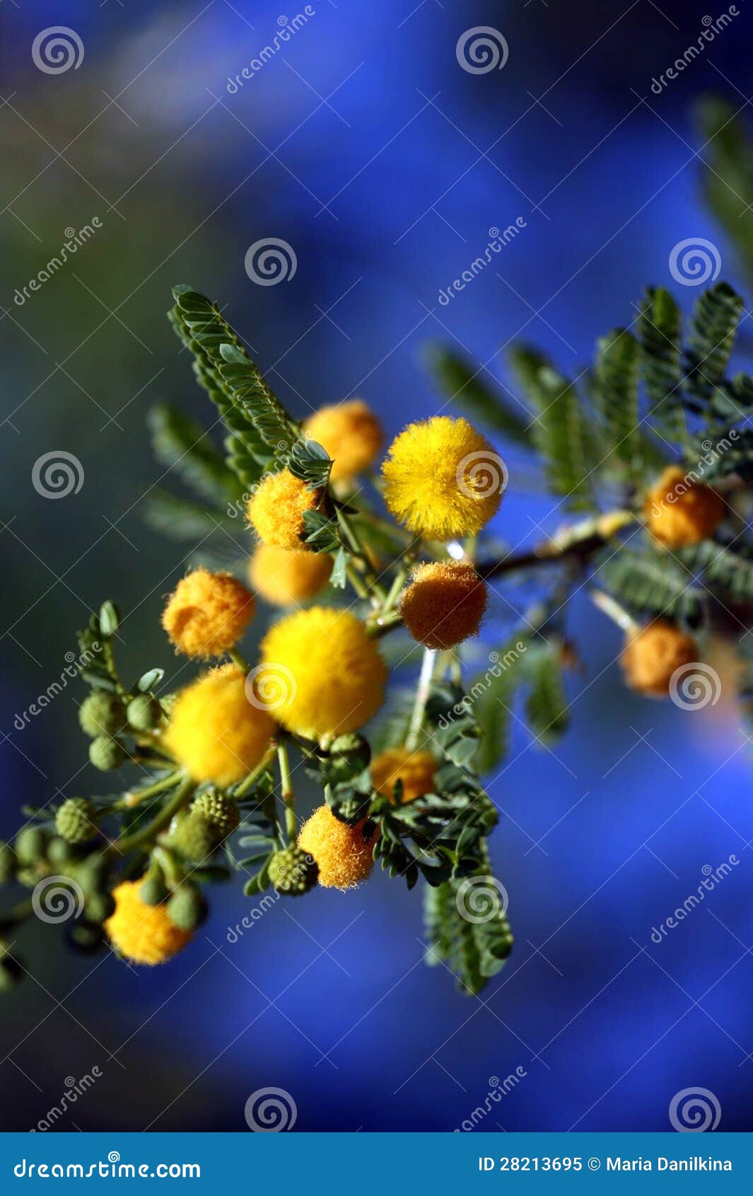 Mimosa bush stock image. Image of golden, garden, soft - 28213695