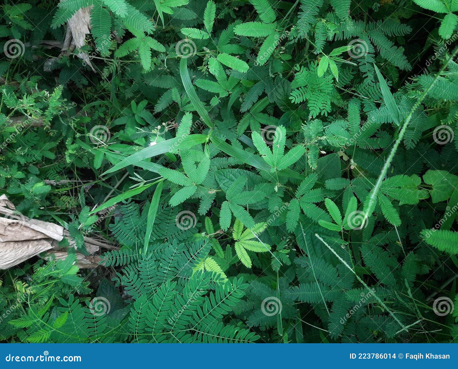 Mimosa stock photo. Image of food, leaf, vegetable, grass - 223786014