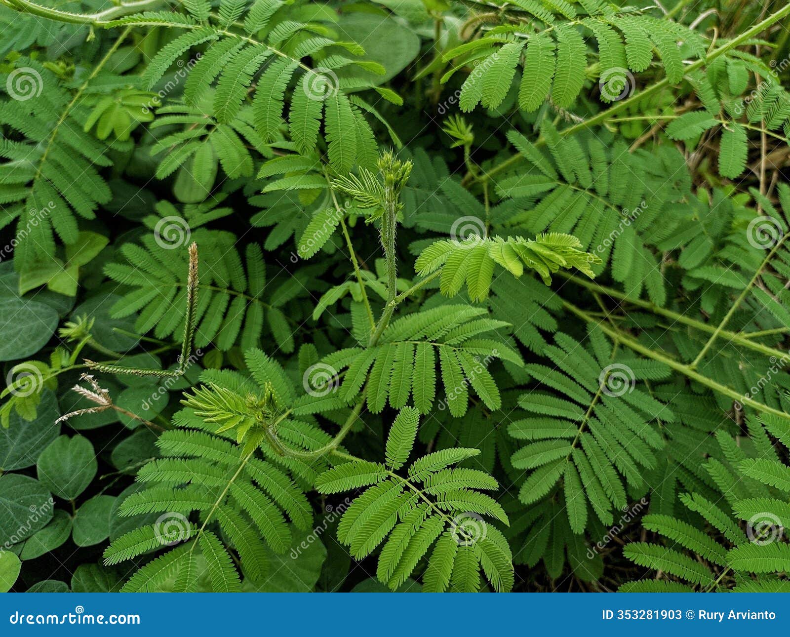 Mimosa Diplotricha is an Invasive Plant that Has a Pantropical ...