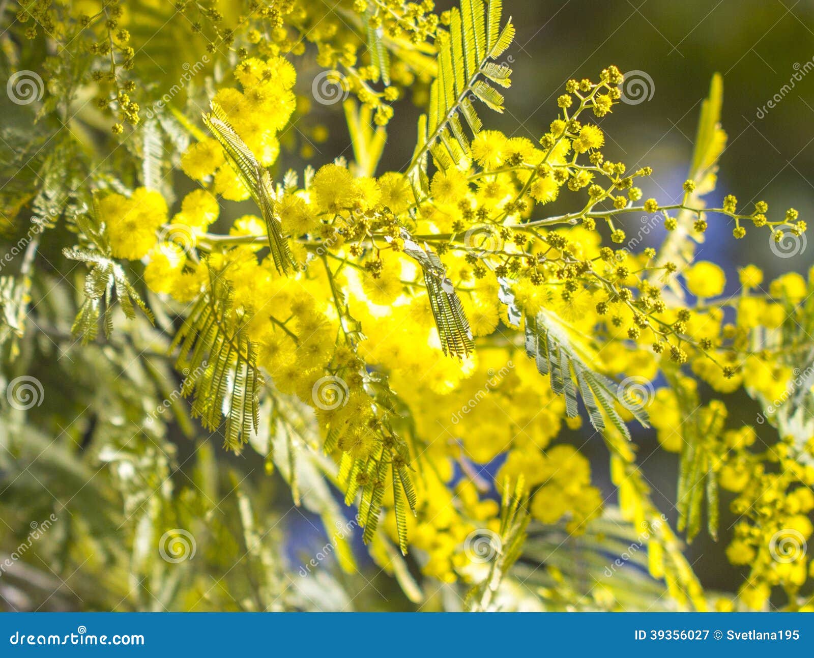 Mimosa stock image. Image of photographed, flowers, january - 39356027