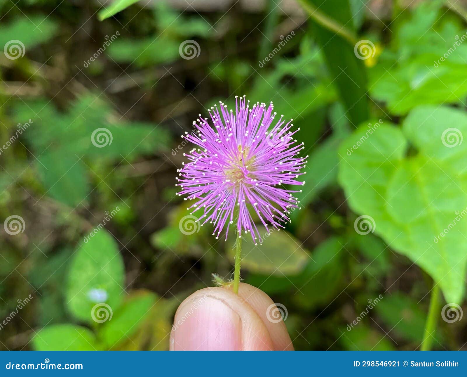 Mimosa flower stock image. Image of daughter, food, petal - 298546921