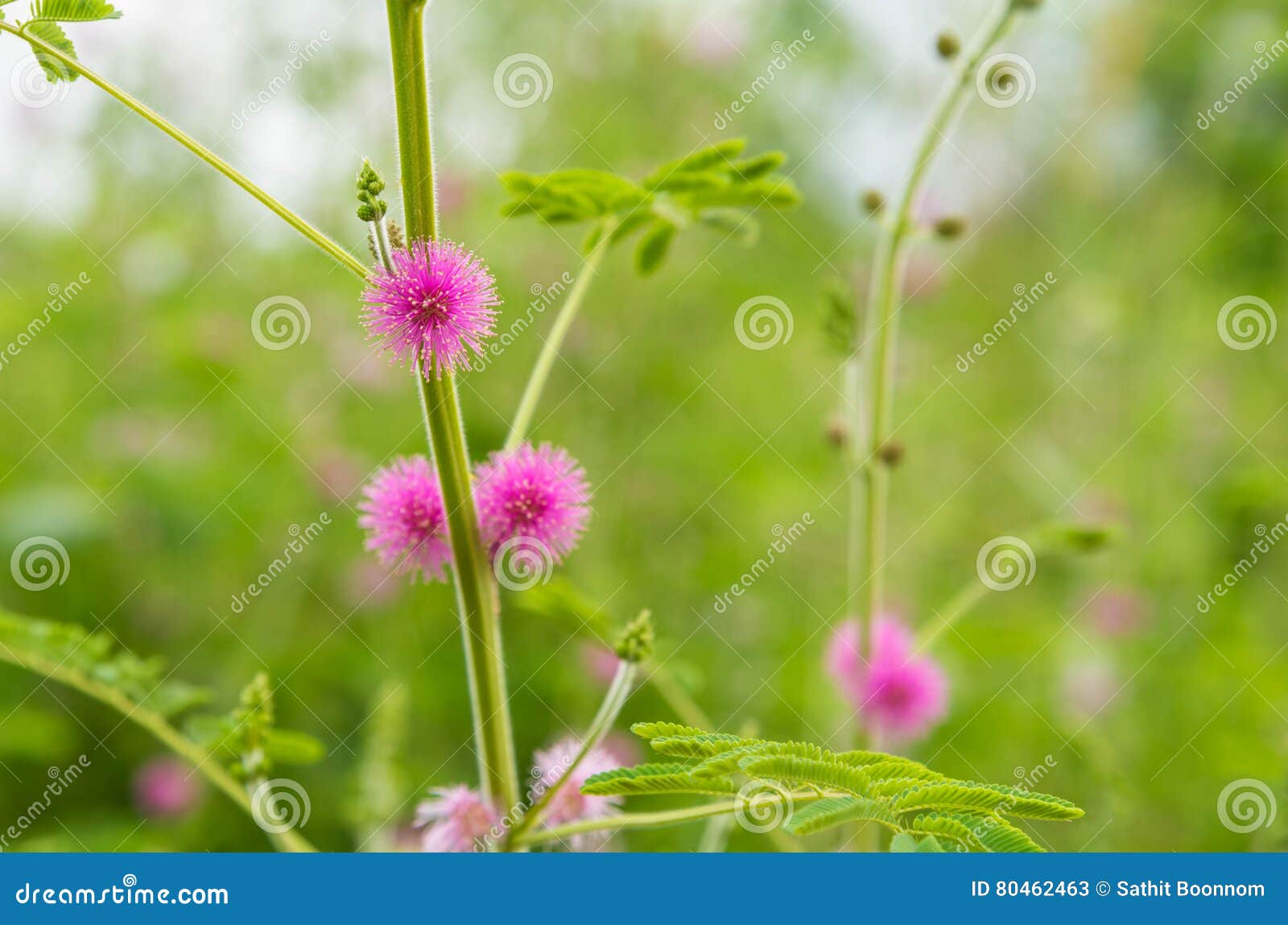 Mimosa flower stock image. Image of summer, garden, bloom - 80462463