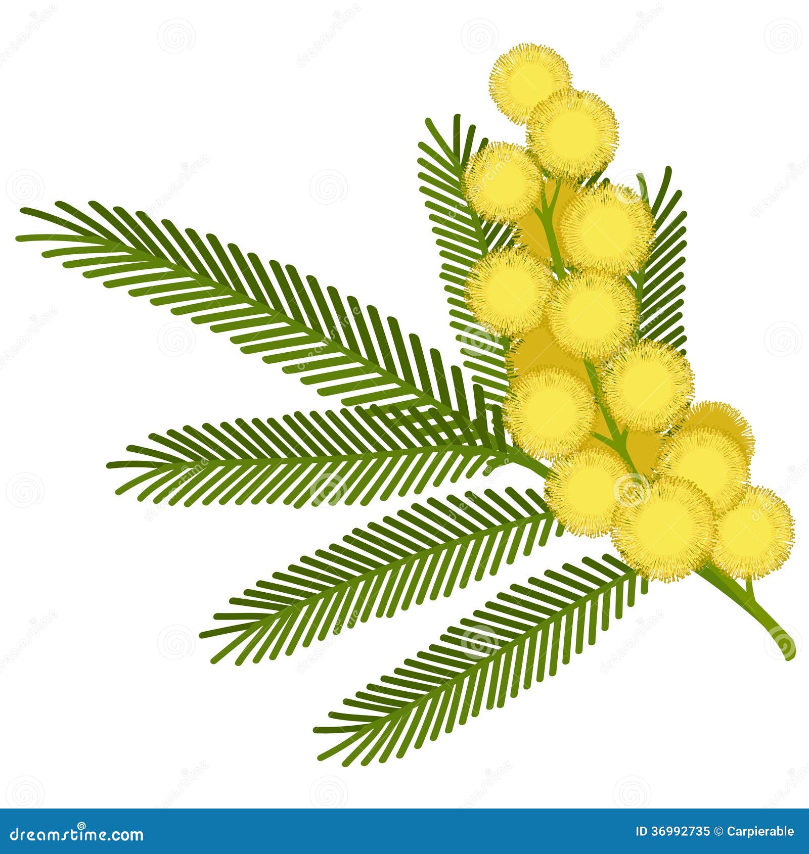 Mimosa Flower Watercolor Background With Red Anemones Royalty-Free ...