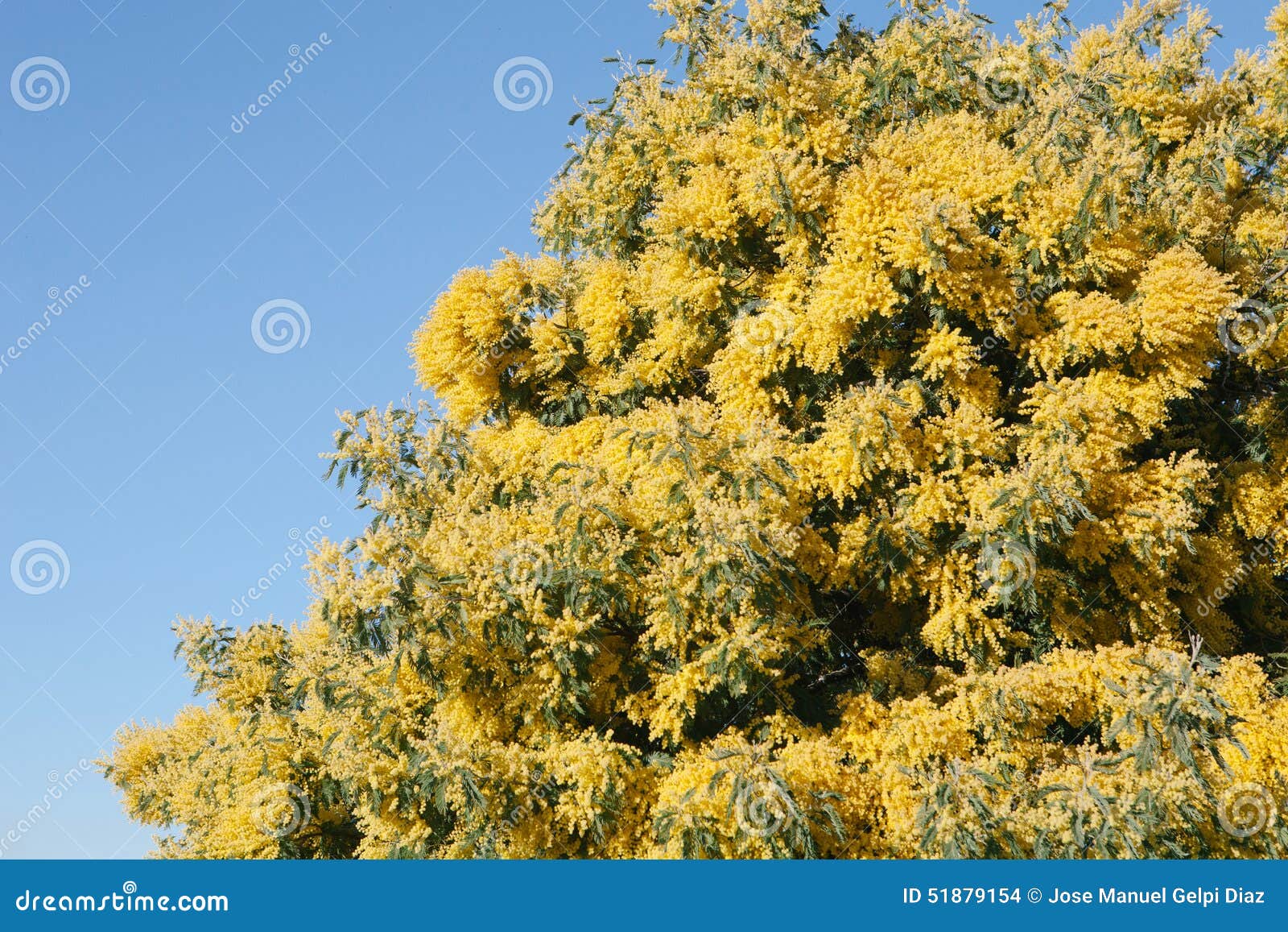 Mimosa flowered in March stock photo. Image of beautiful - 51879154