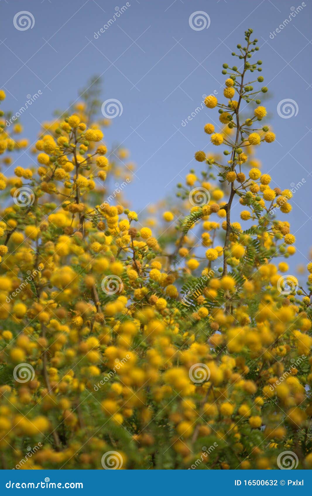 Mimosa flowers stock photo. Image of globular, bloom - 16500632