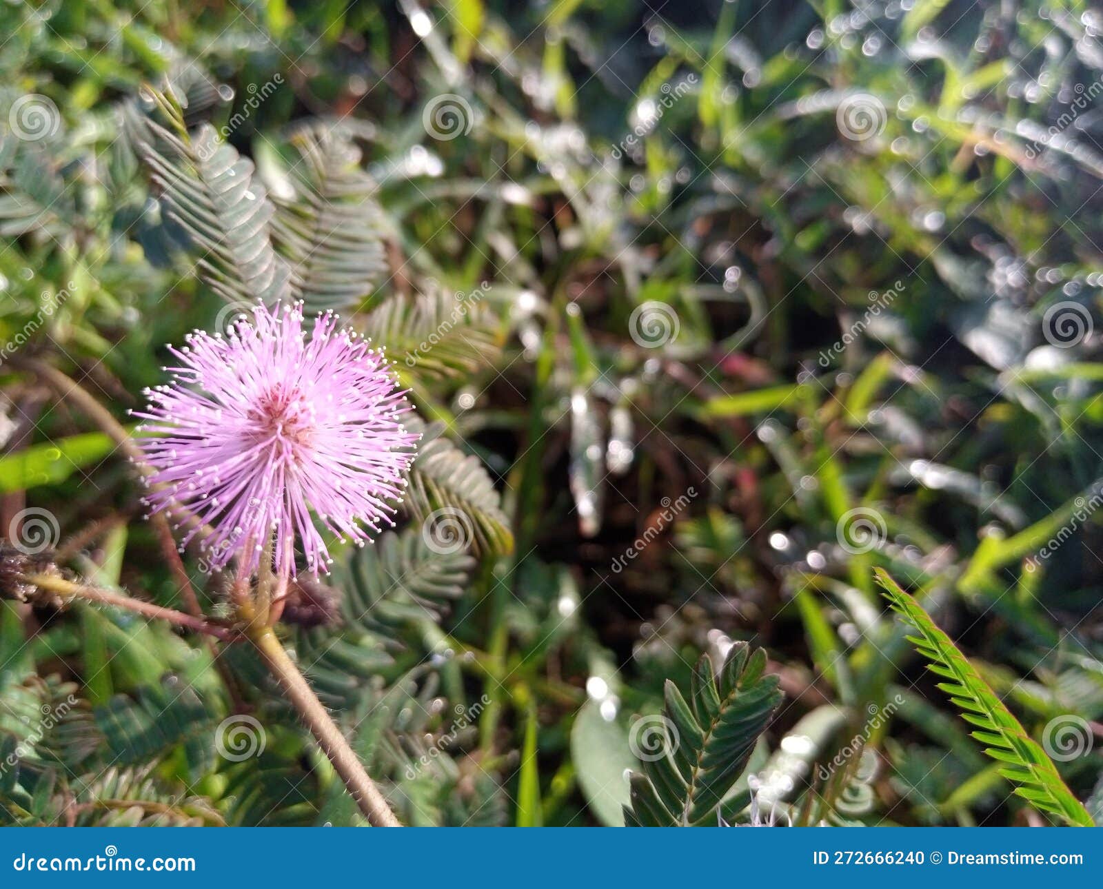 Mimosa Flowers Growing in the Wild. Stock Photo - Image of food ...
