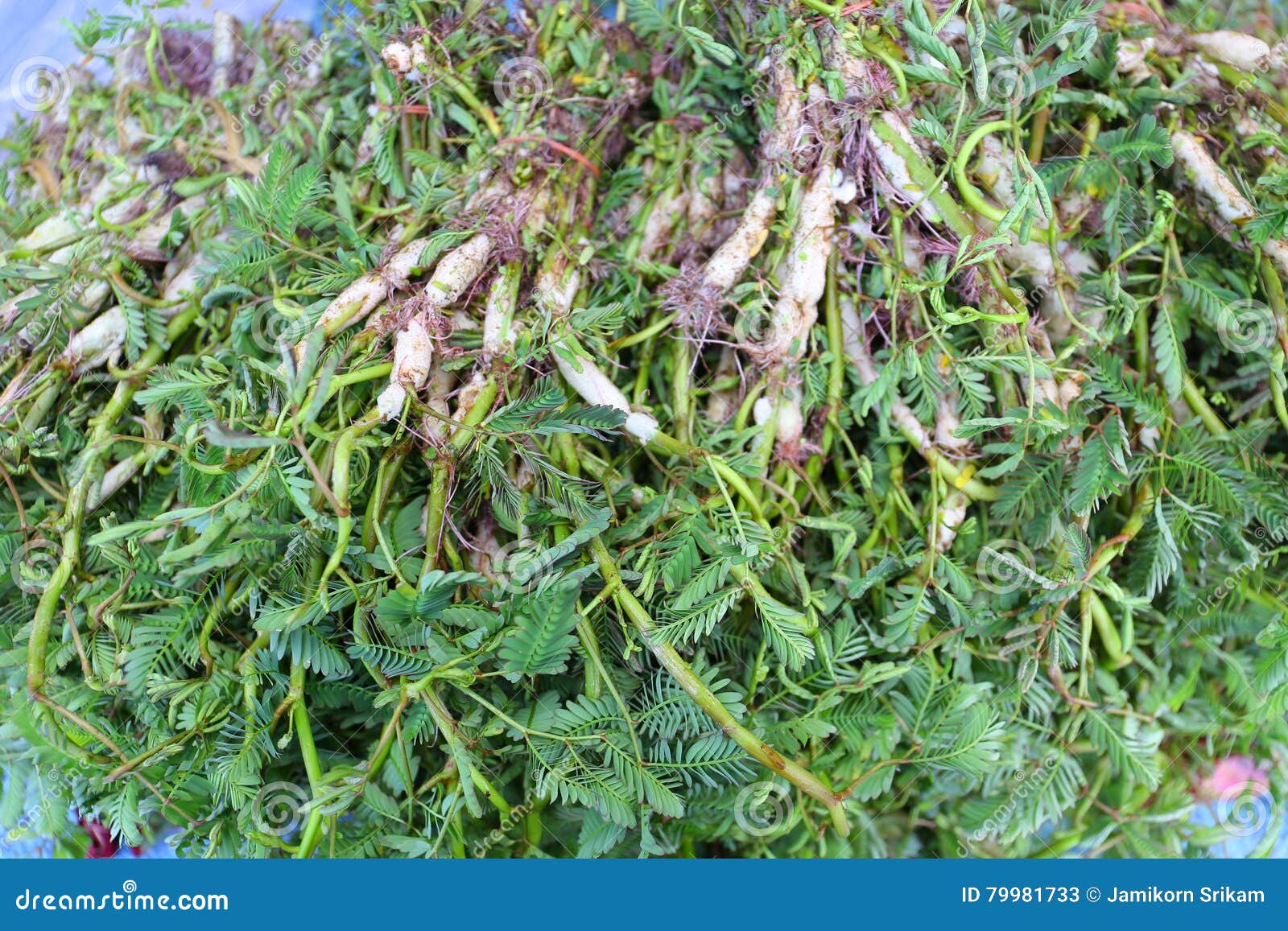 Mimosa stock image. Image of flowers, night, flower, buddha - 79981733