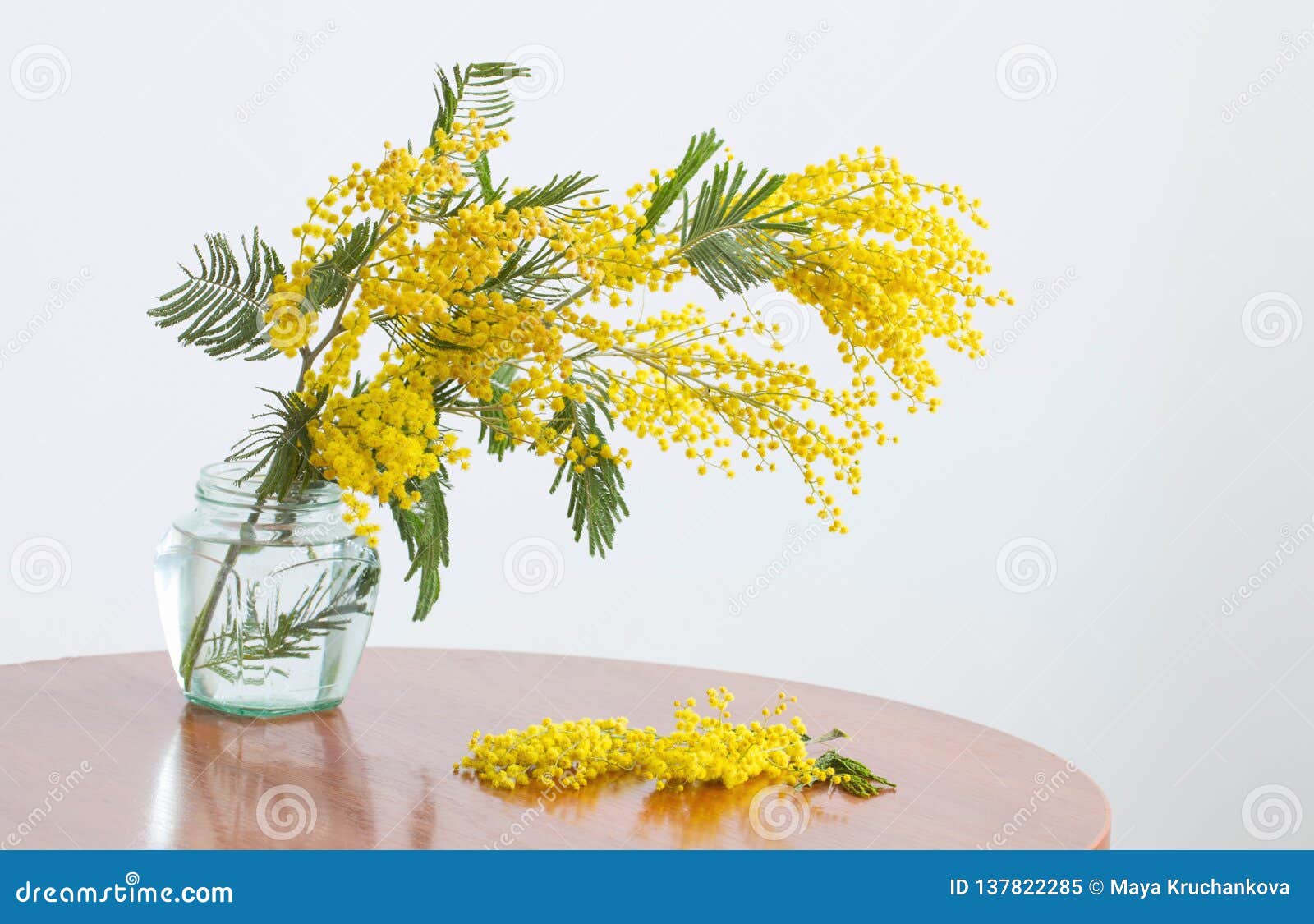 Mimosa in jar on table stock image. Image of concept - 137822285