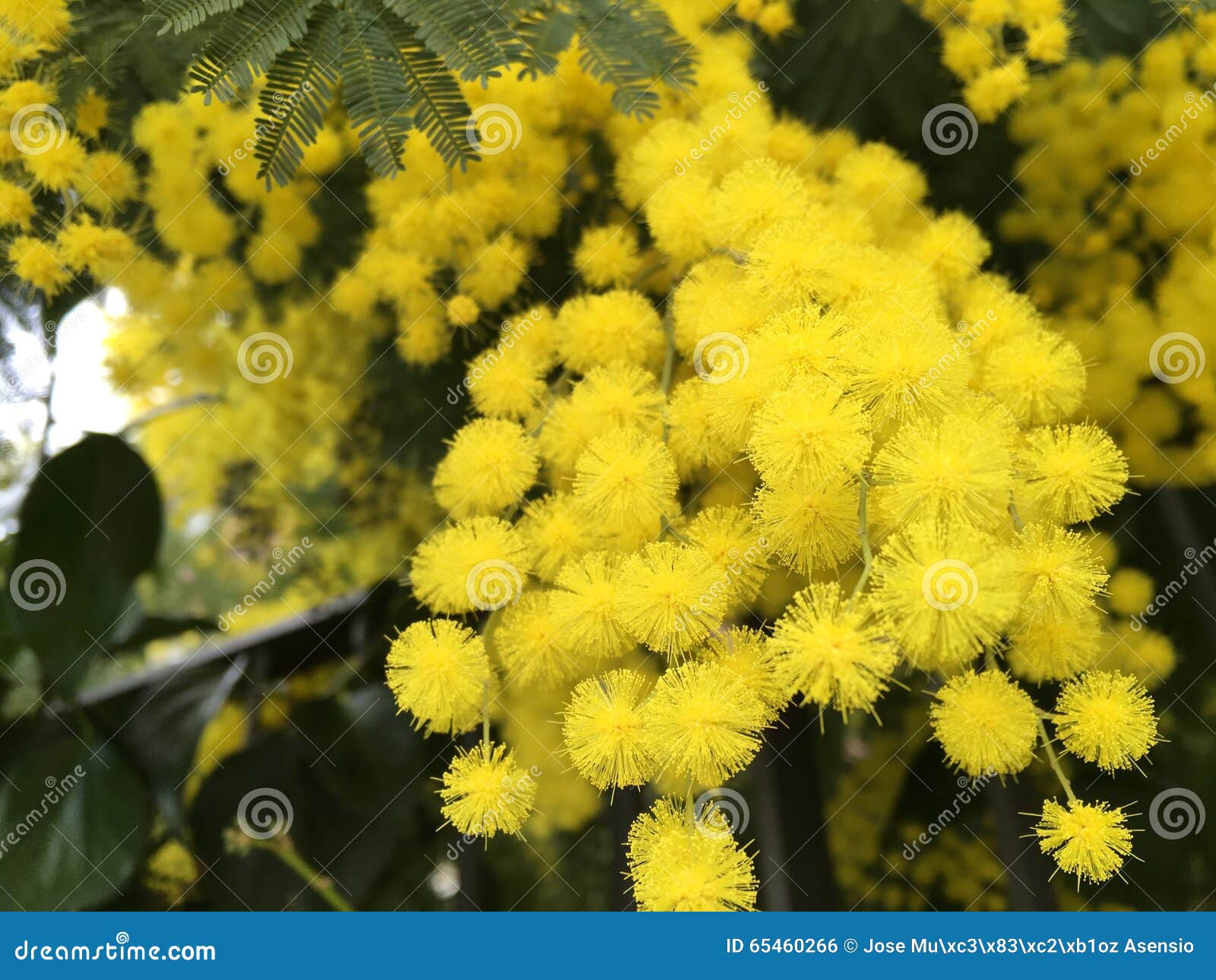 Mimosa stock photo. Image of flow, mimosa, nature, plant - 65460266