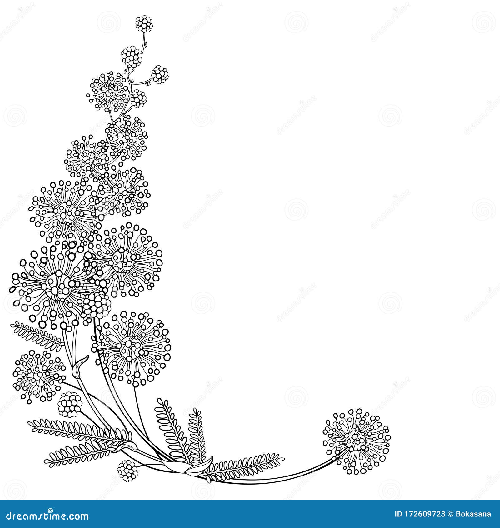 Vector Corner Bouquet of Outline Mimosa or Acacia Dealbata or Silver ...
