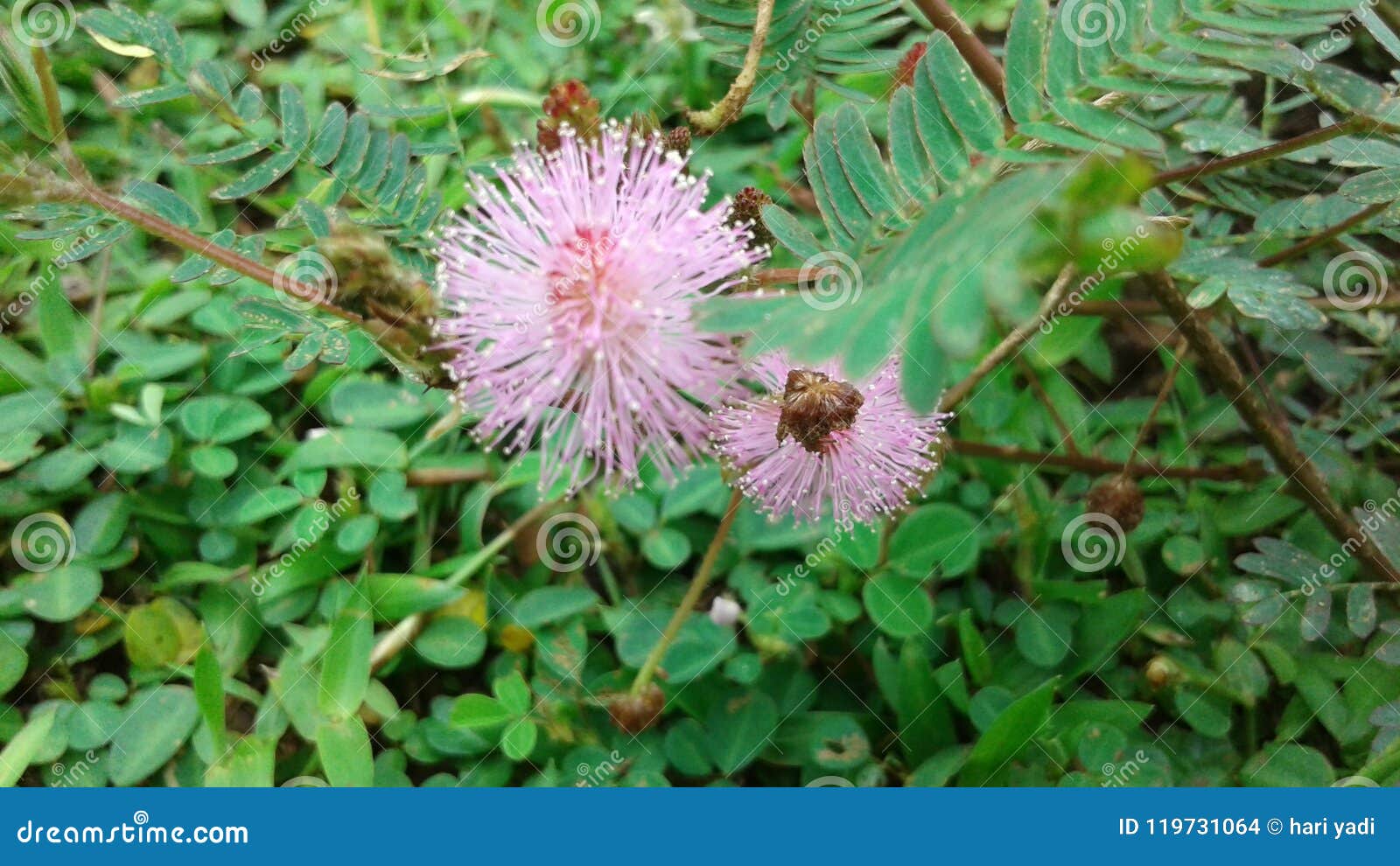 Mimosa stock photo. Image of mimosa, beautiful, invisa - 119731064