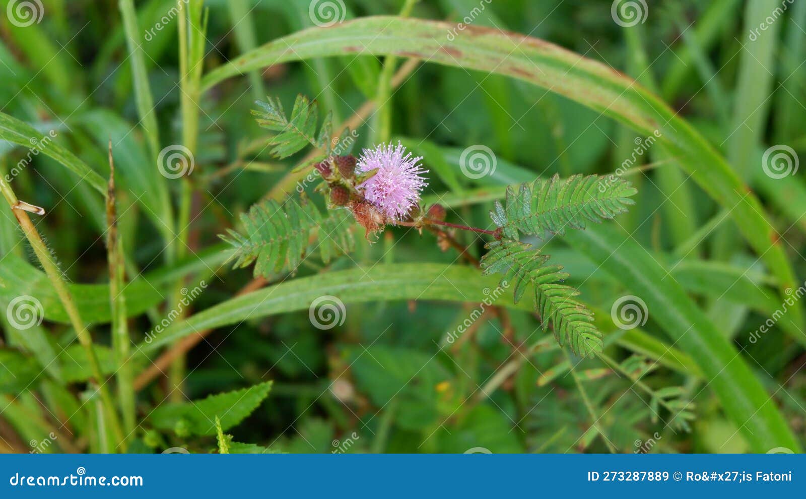 Mimosa Plant, Sensitive Plant Or Putri Malu Or Sleepy Plant Mimosa ...