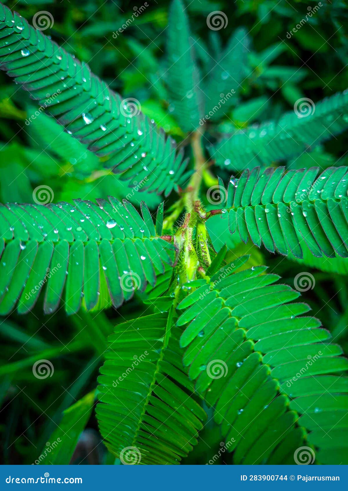 Mimosa pudica flor leaf foto de archivo. Imagen de mimosa - 283900744