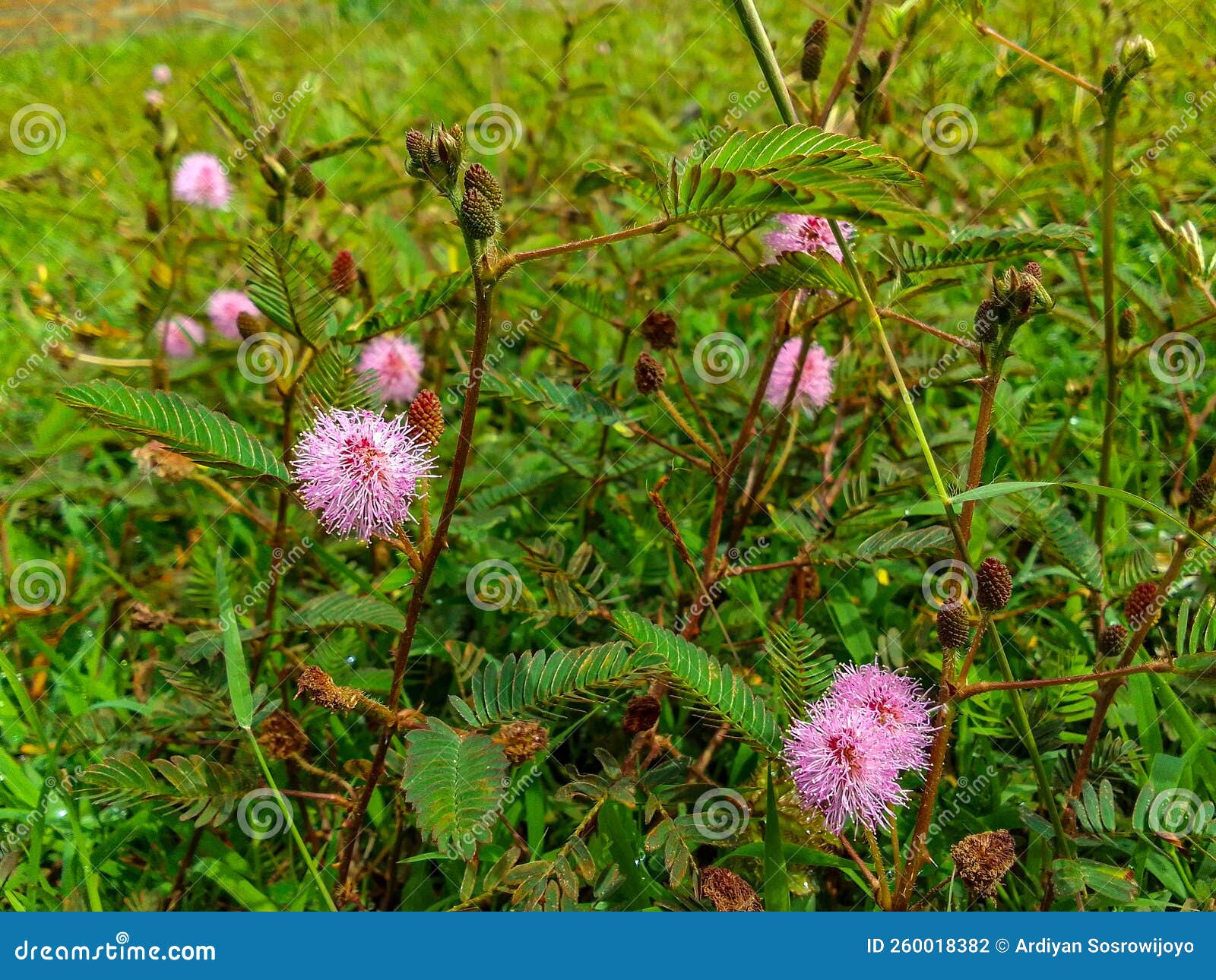 Mimosa Pudica Flowers in Full Bloom Stock Photo - Image of shrub ...