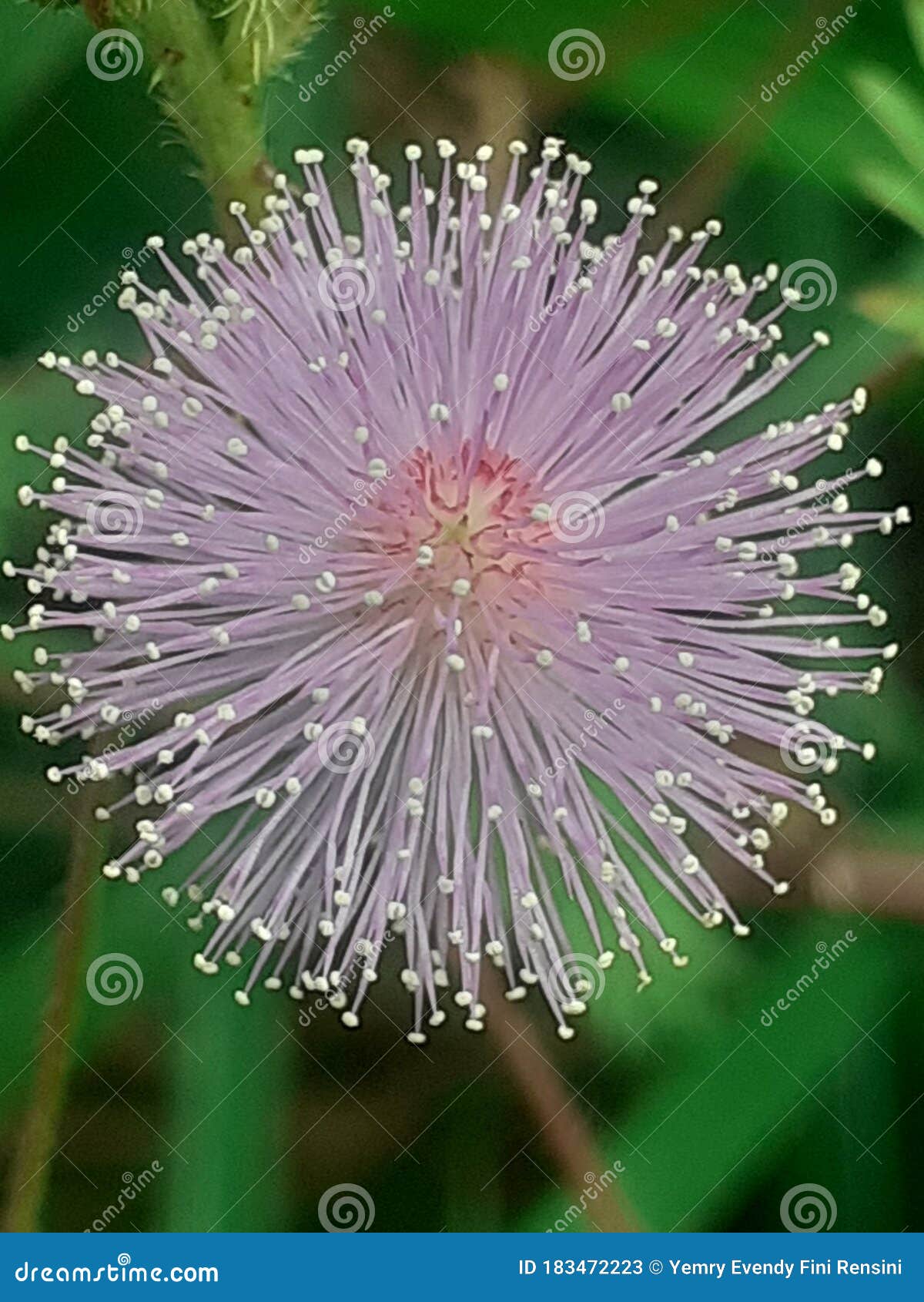 Mimosa Pudica, Plants that are Sensitive To Touch Stock Image - Image ...