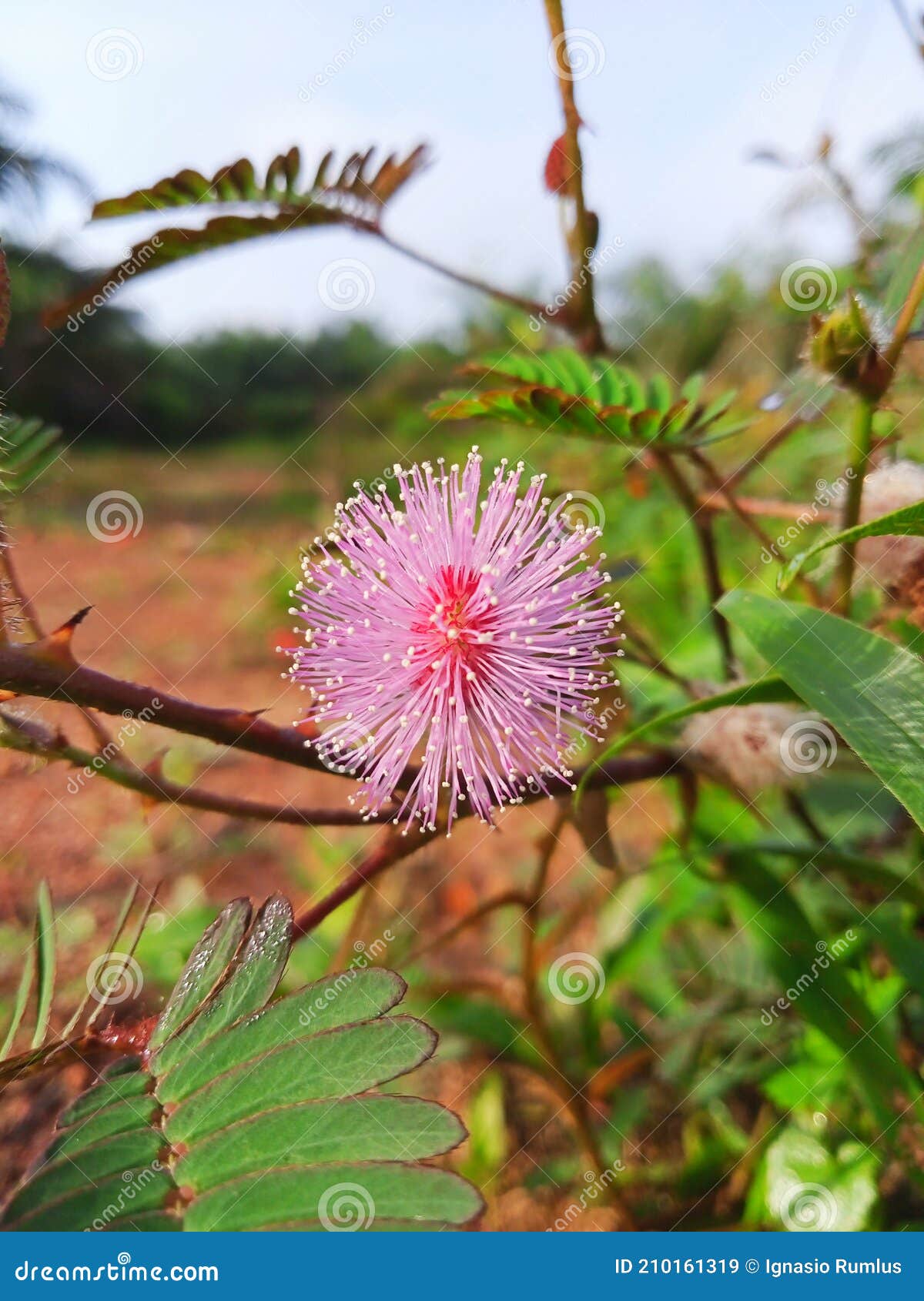 Mimosa Pudica Sensitive Plant when we Touch Stock Image - Image of ...