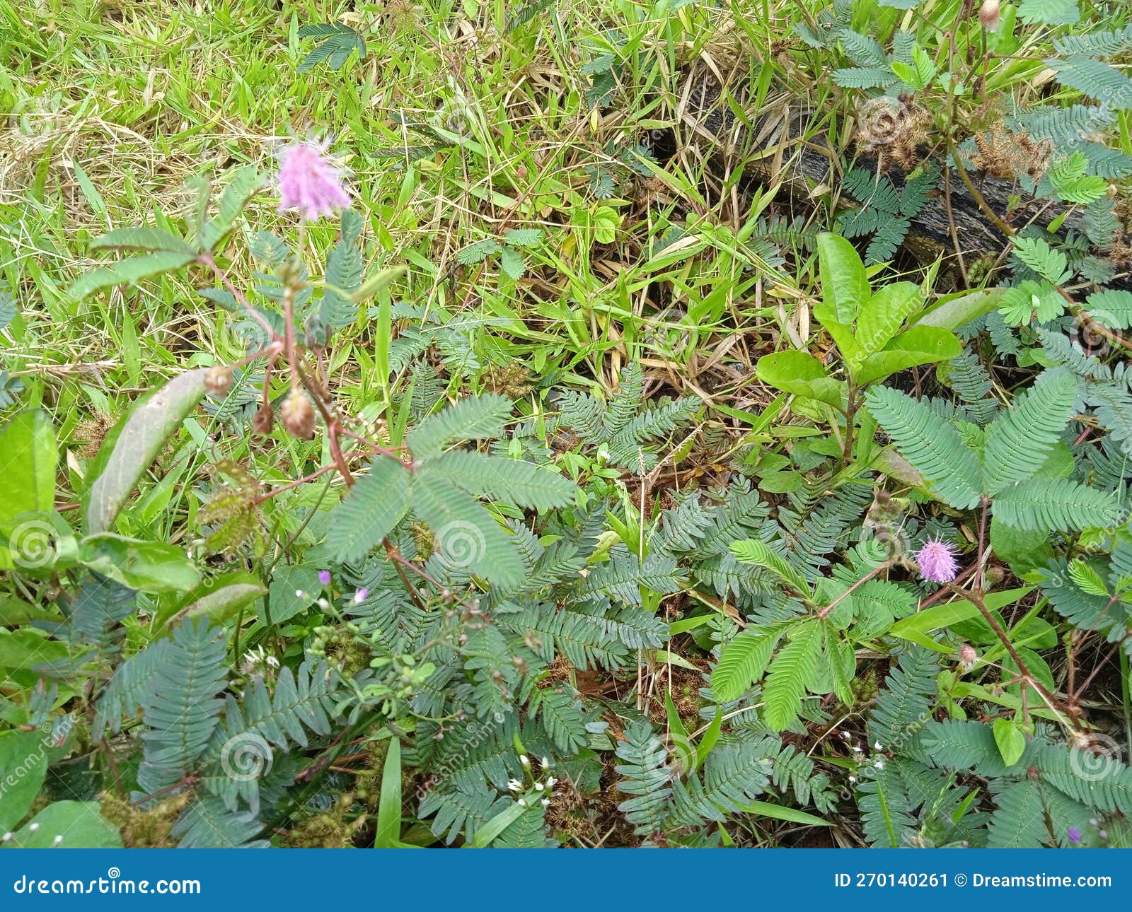 Mimosa Pudica Which Has the Characteristics of Seismonastic Movement ...
