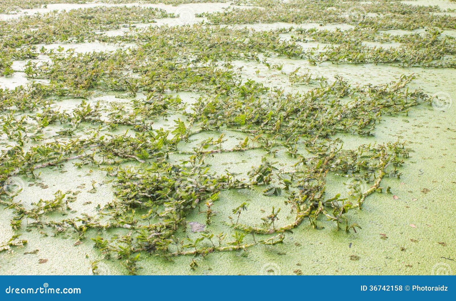 Mimosa sensitive plant stock photo. Image of growing - 36742158