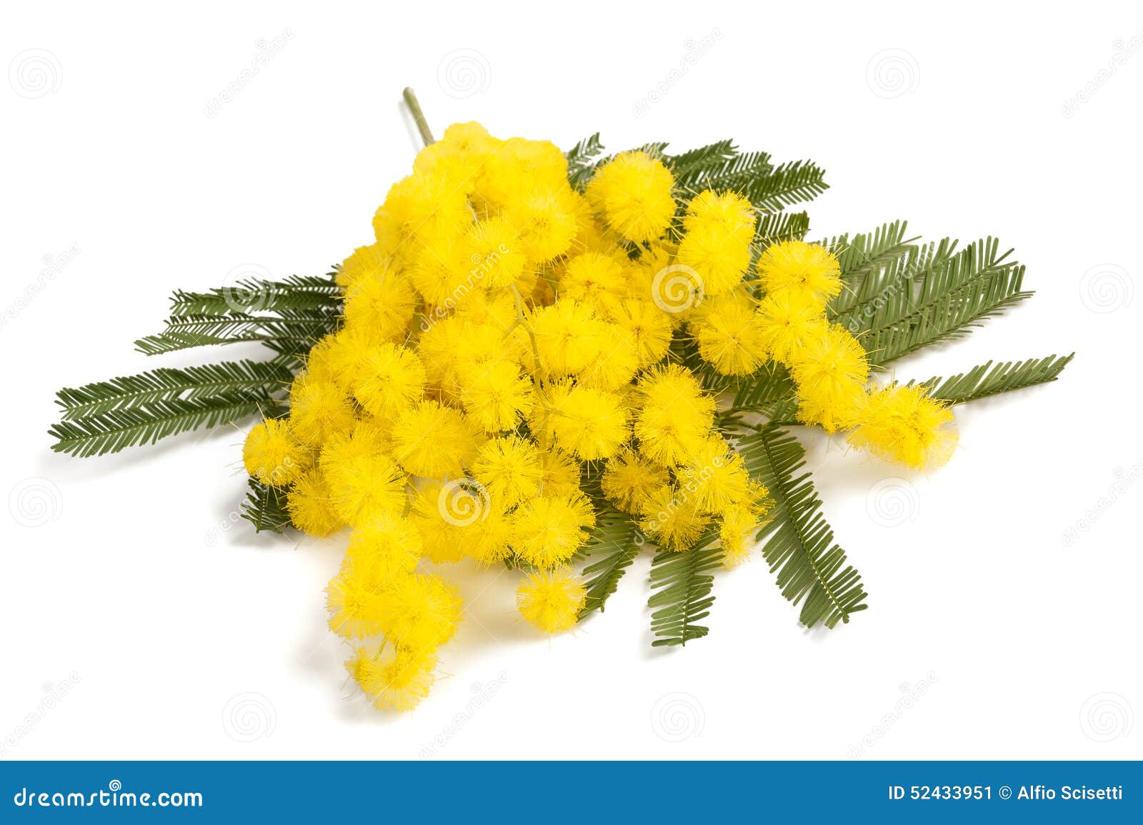 Mimosa stock image. Image of background, sprig, acacia - 52433951