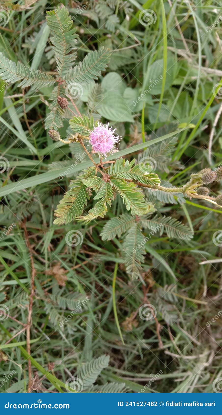 Mimosa SP in potrait stock photo. Image of nature, blossom - 241527482