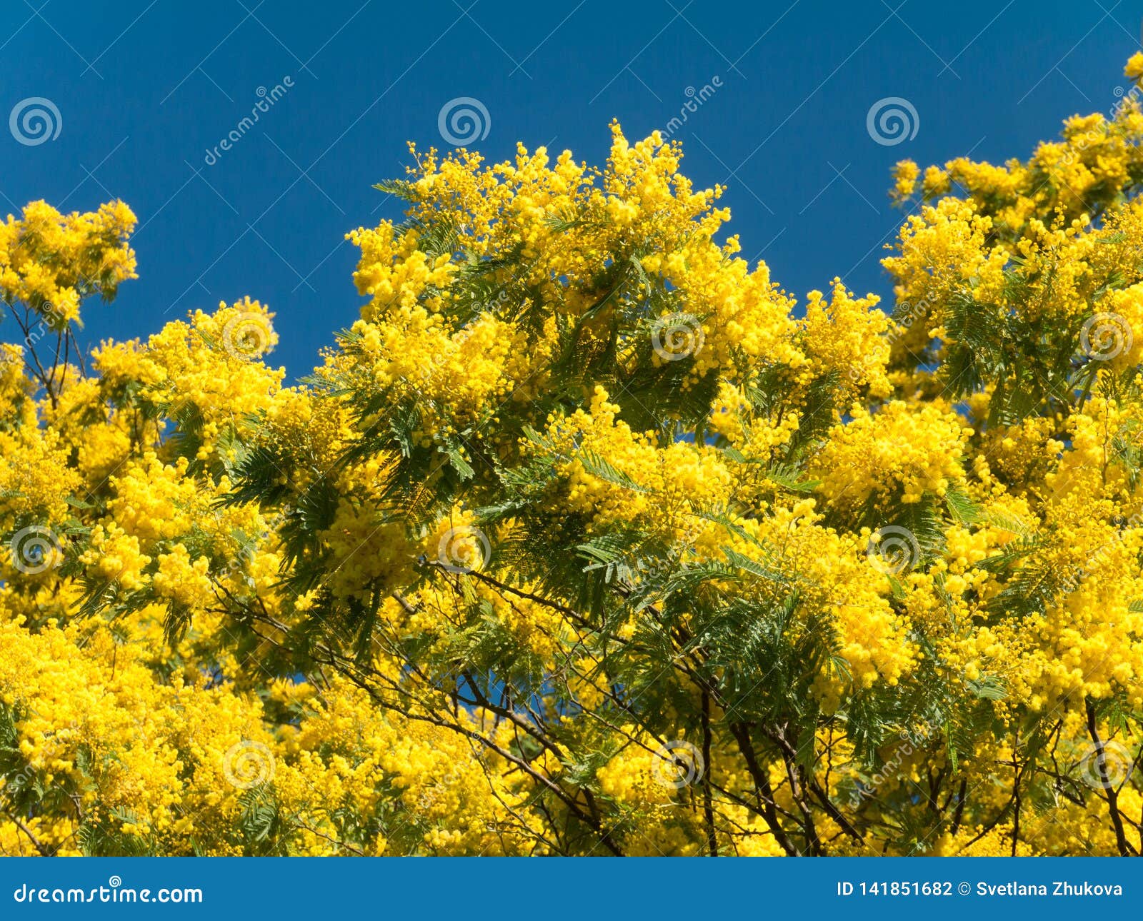 Mimosa spring flowers tree stock photo. Image of petals - 141851682