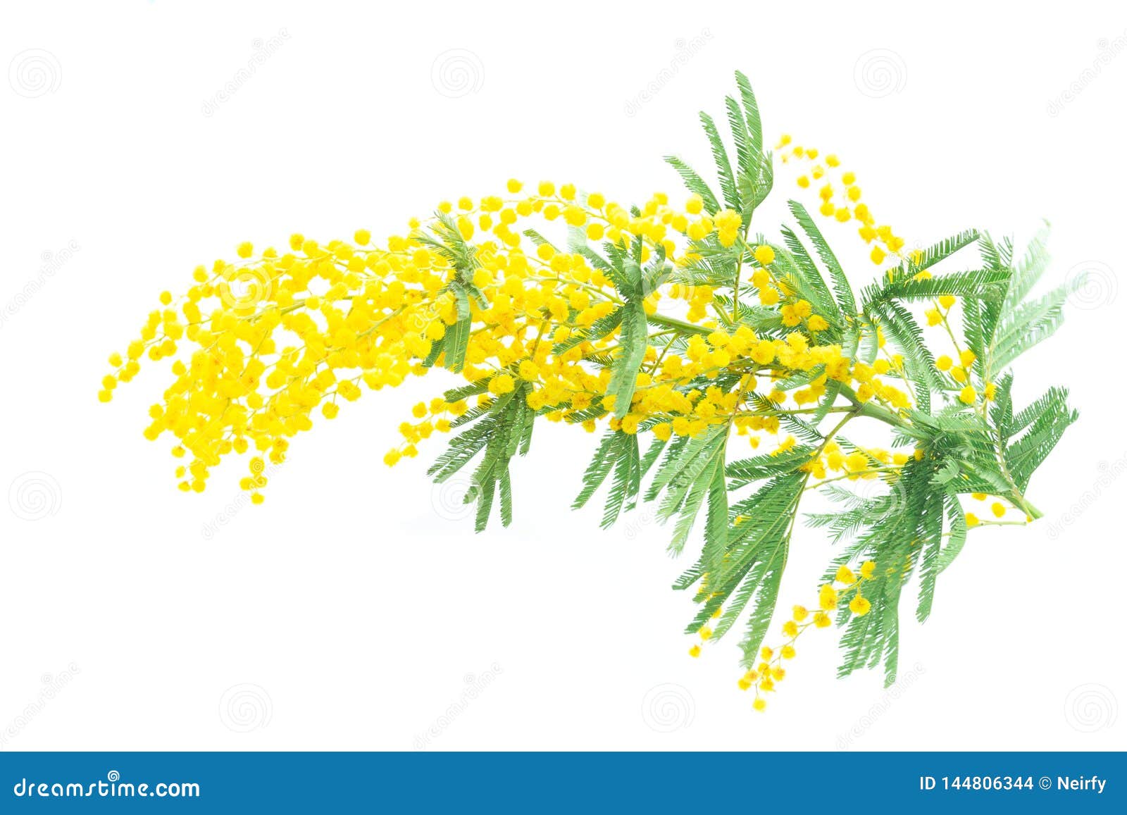 Mimosa spring tree flowers stock photo. Image of blooming - 144806344