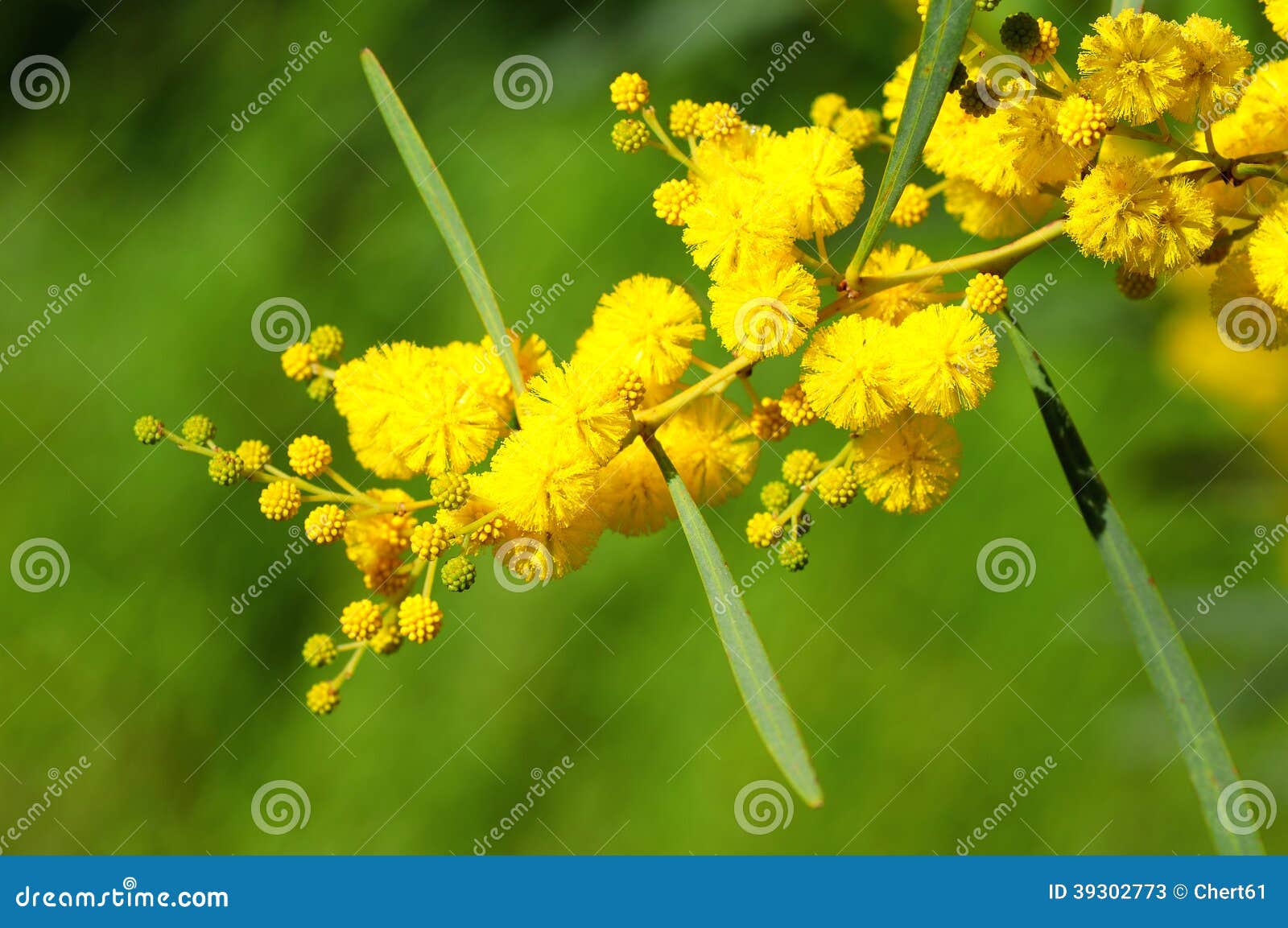 Mimosa tree stock image. Image of acacia, decoration - 39302773