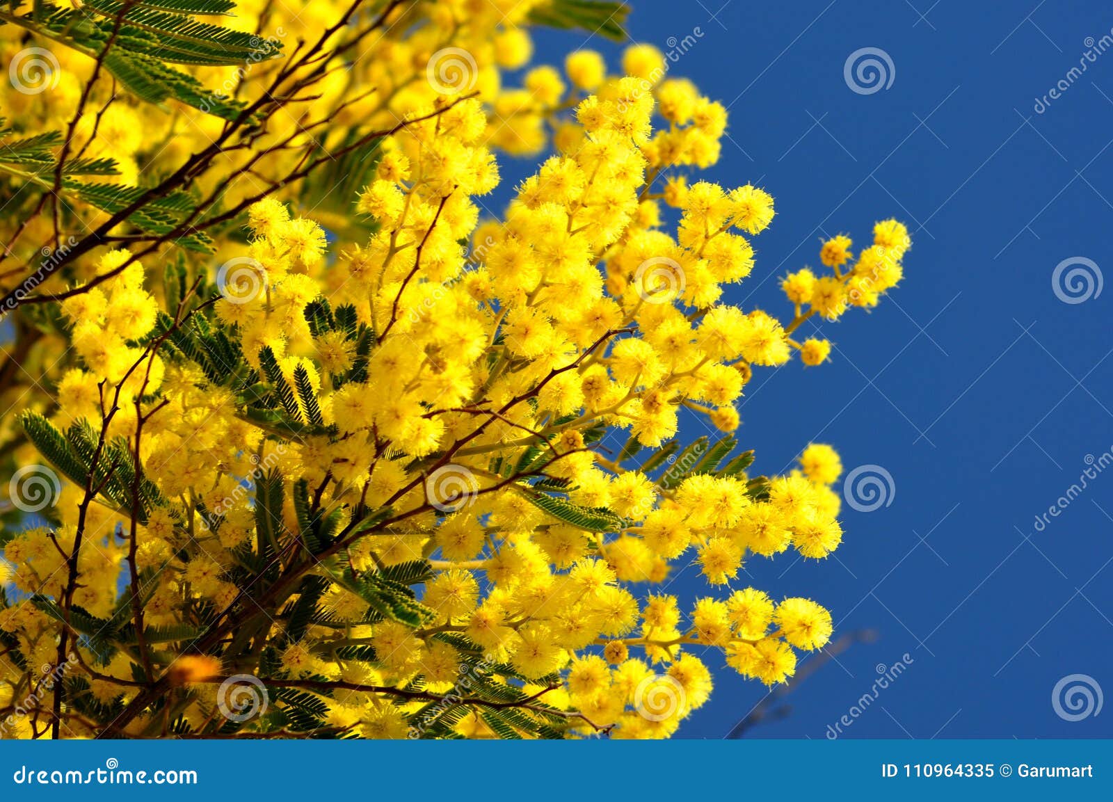 Mimosa Tree Branches in Spring Stock Image - Image of blue, acacia ...