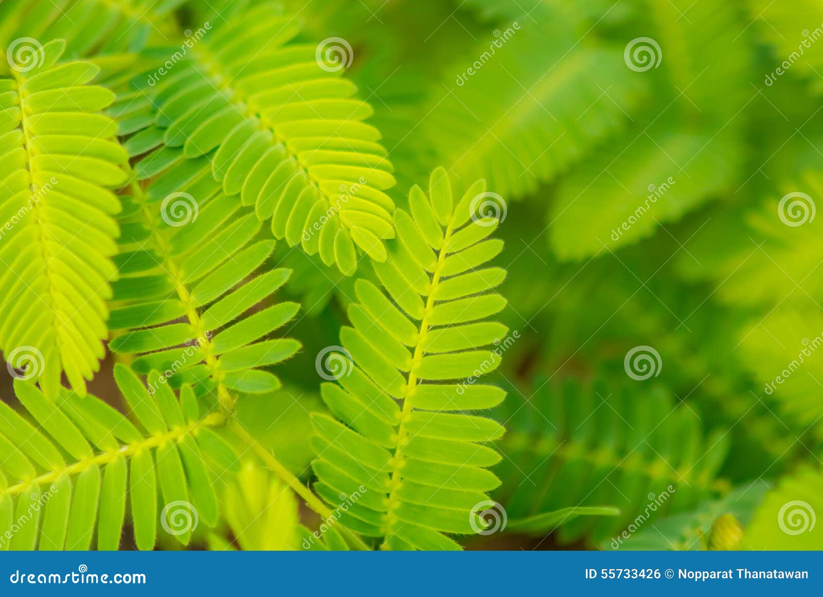 Mimosa tree stock photo. Image of botany, bough, background - 55733426