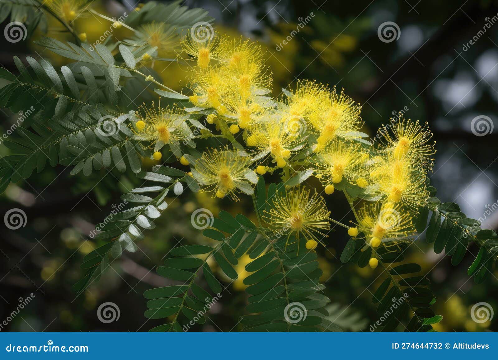 Mimosa Tree, with Its Delicate Yellow Flowers and Foliage Stock Photo ...