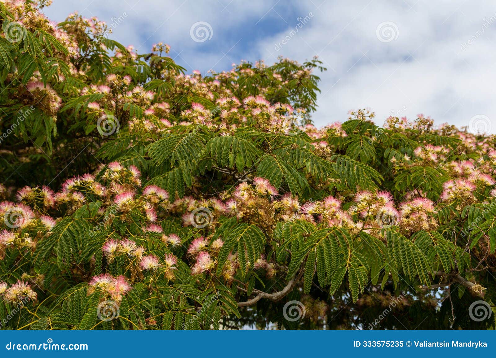 Mimosa Tree during Summer stock image. Image of plant - 333575235