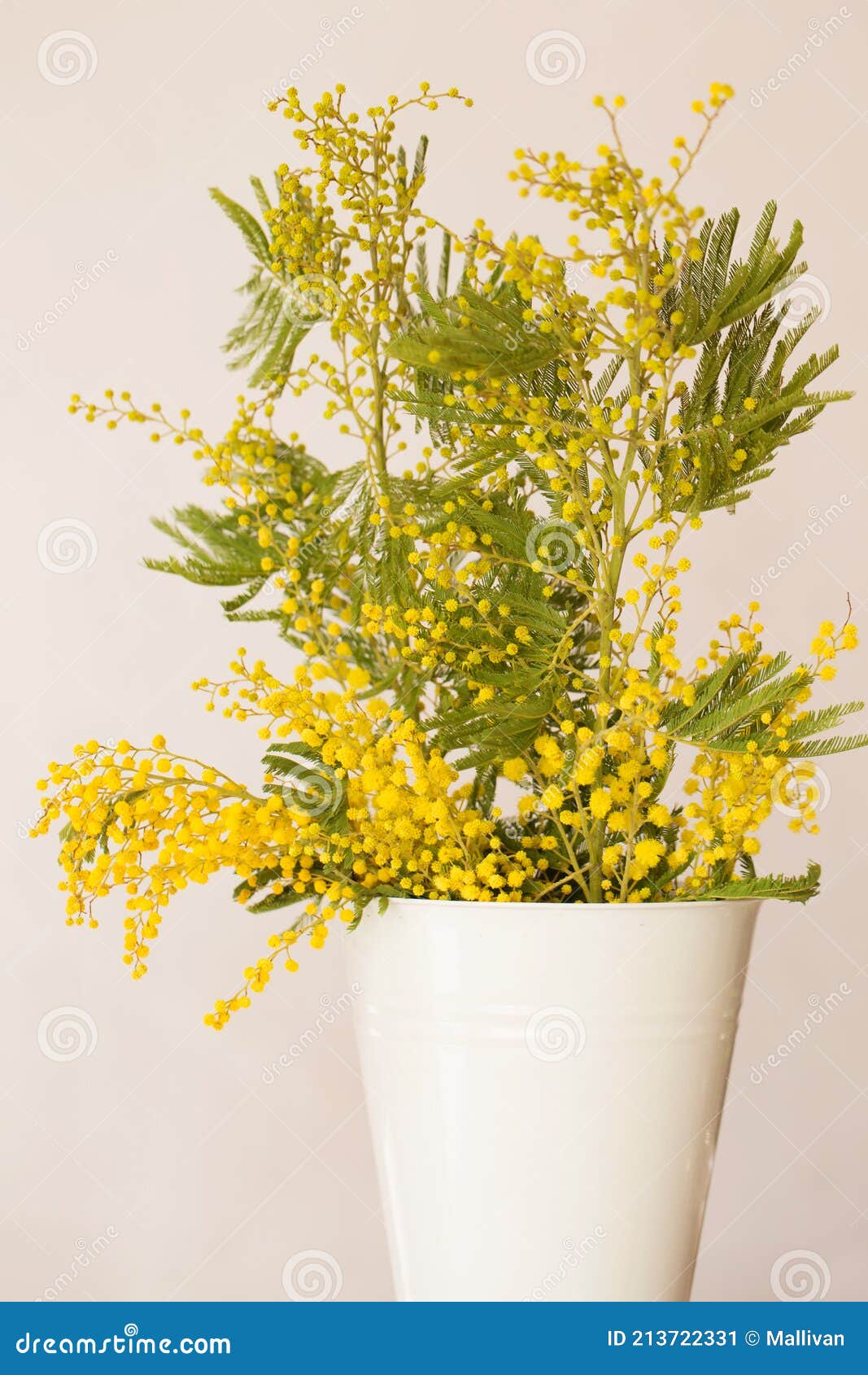 Mimosa in a white vase stock image. Image of gift, bright - 213722331