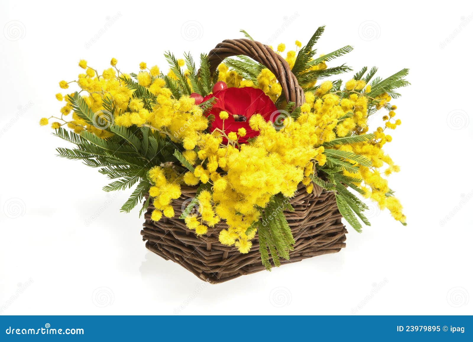 Mimosas stock image. Image of blossom, card, color, ball - 23979895