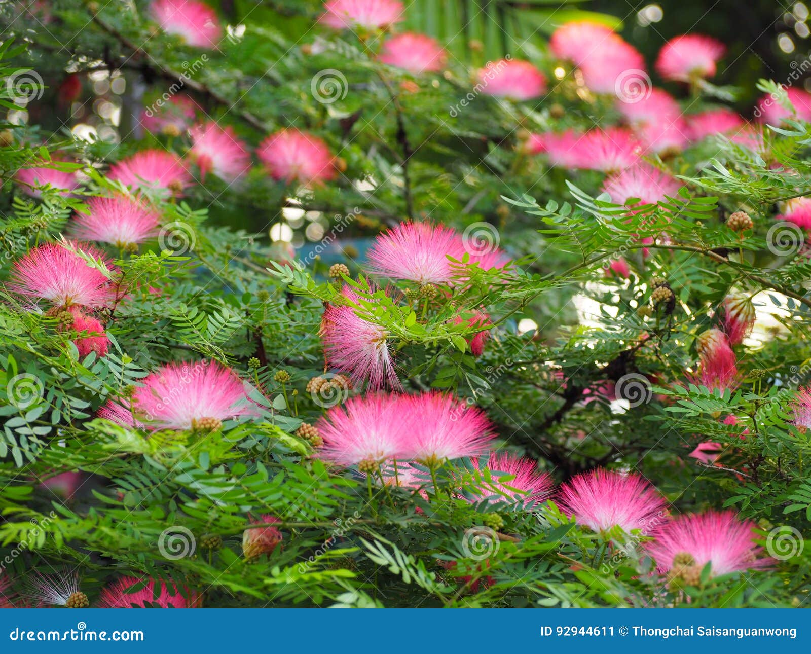 Mimosoideae Stock Photos - Download 304 Royalty Free Photos