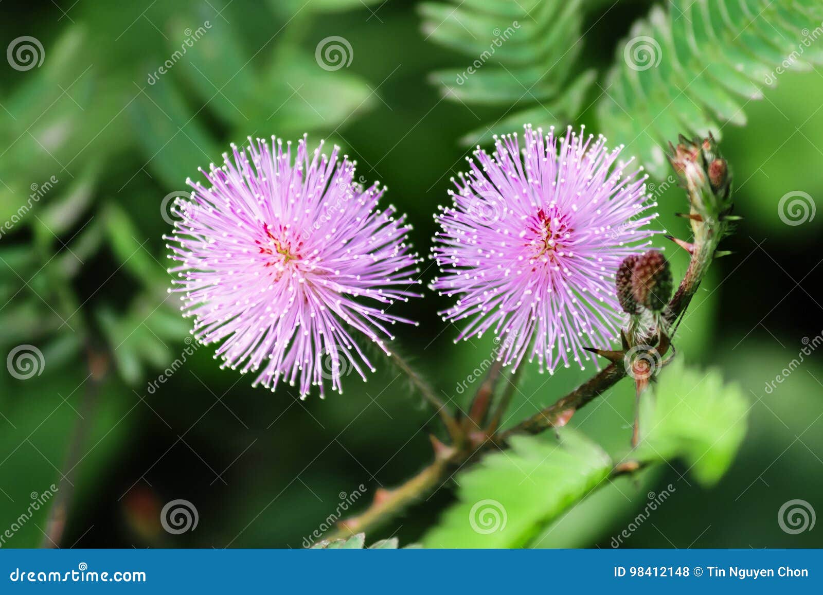Mimosoideaebloem stock foto. Image of klein, artikel - 98412148