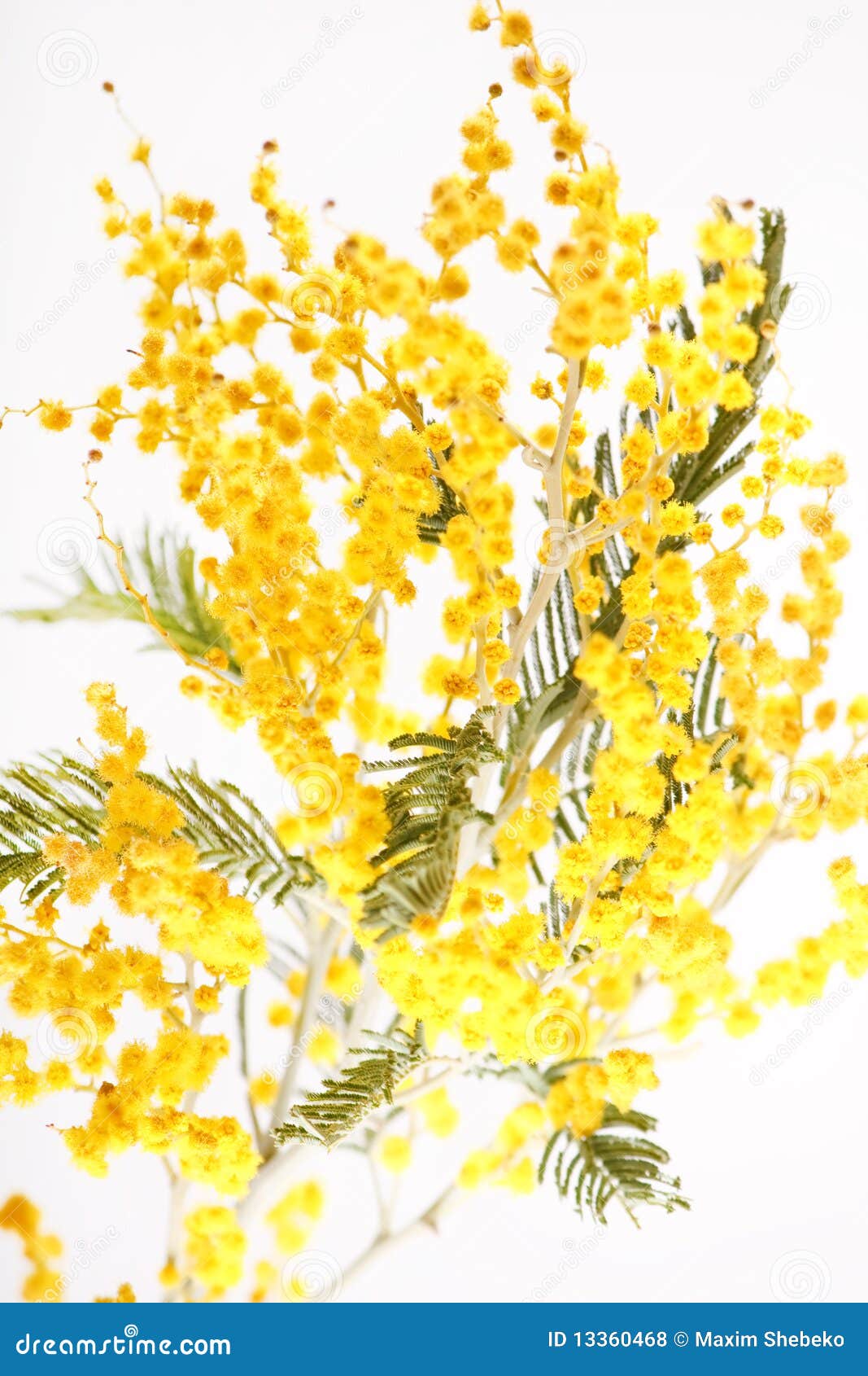 Mimozy zdjęcie stock. Obraz złożonej z roślina, wcześnie - 13360468