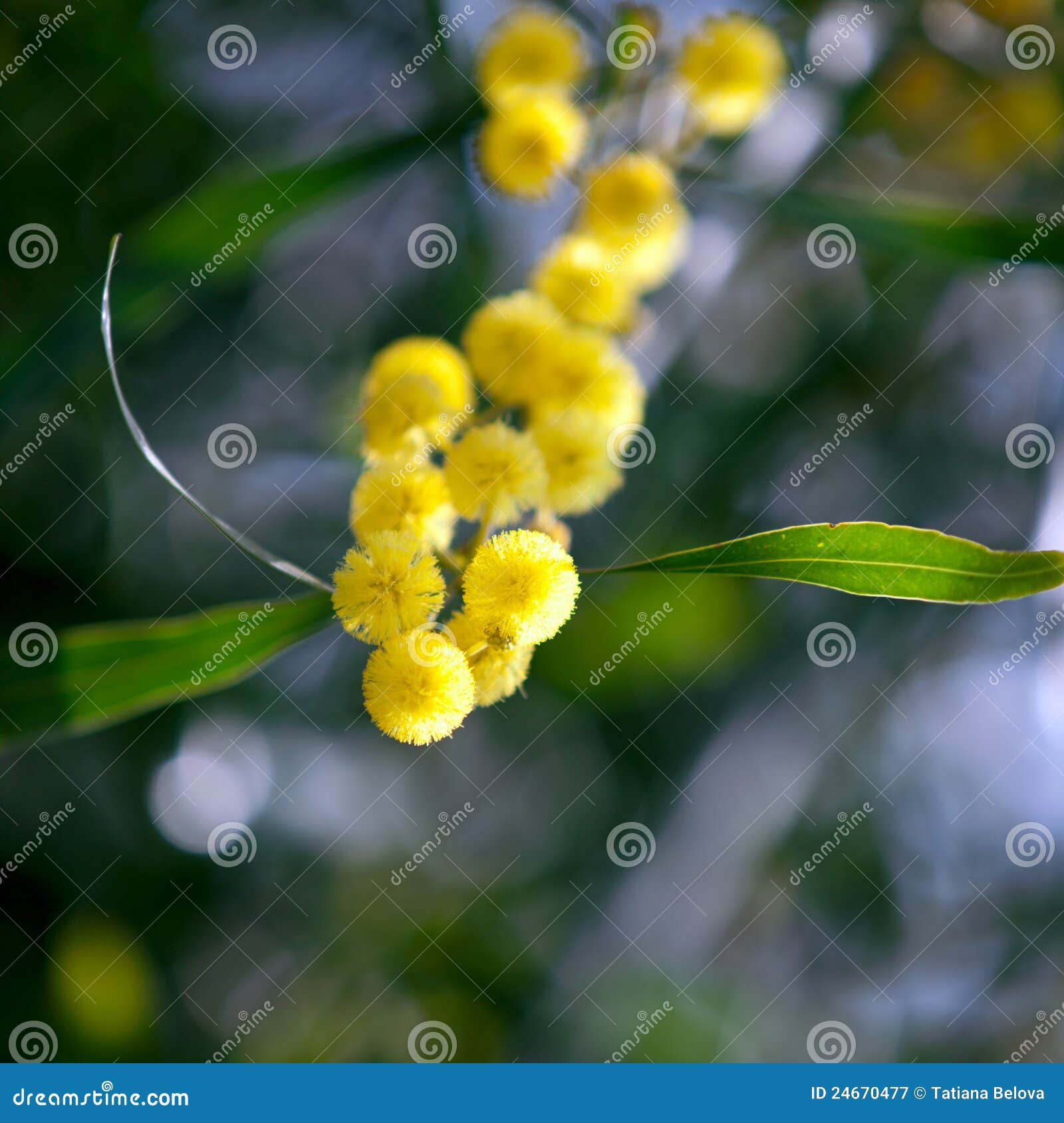 Mimozy obraz stock. Obraz złożonej z drzewo, sumiasty - 24670477