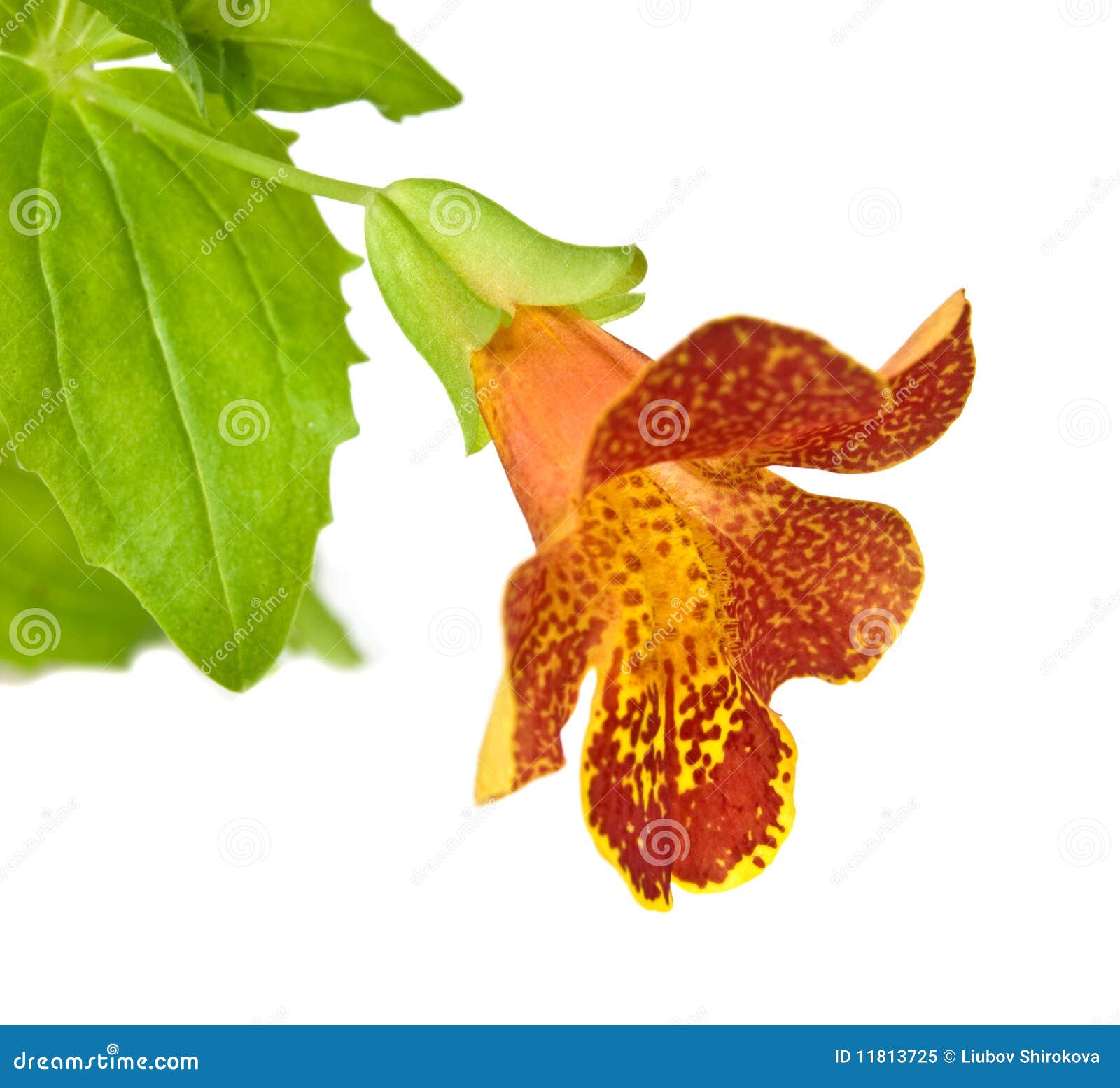 Mimulus stock image. Image of monkey, colorful, single - 11813725