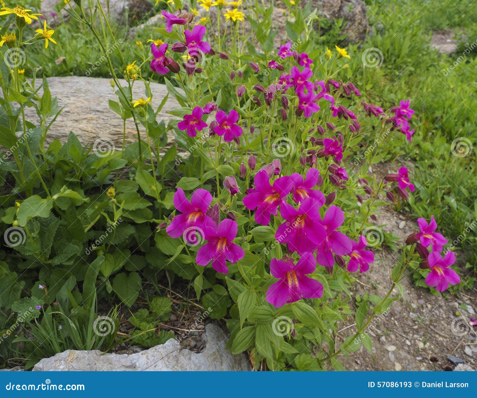Mimulus Lewisii stock image. Image of montana, glacier - 57086193