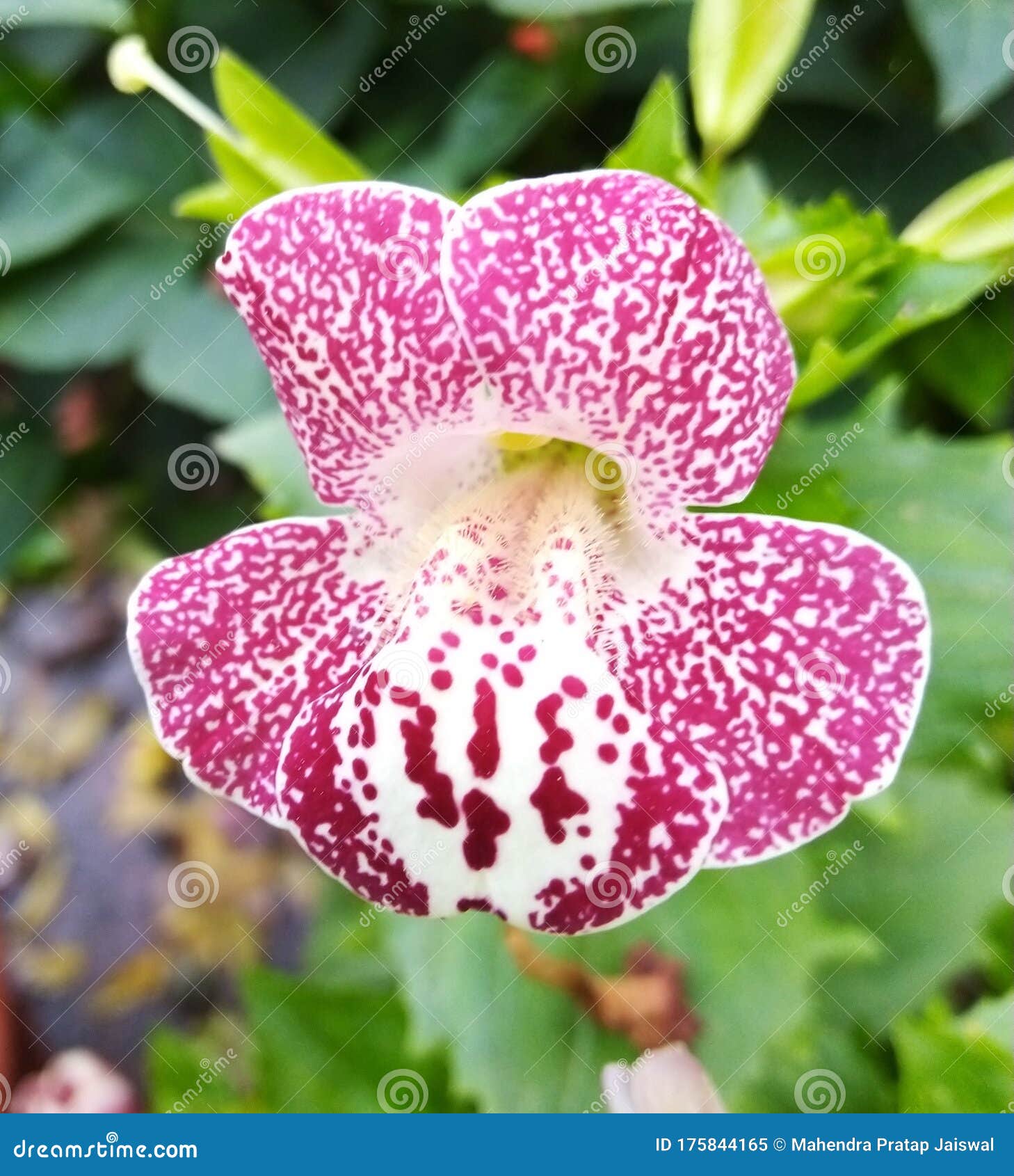 Mimulus spotted flower stock image. Image of mimulus - 175844165